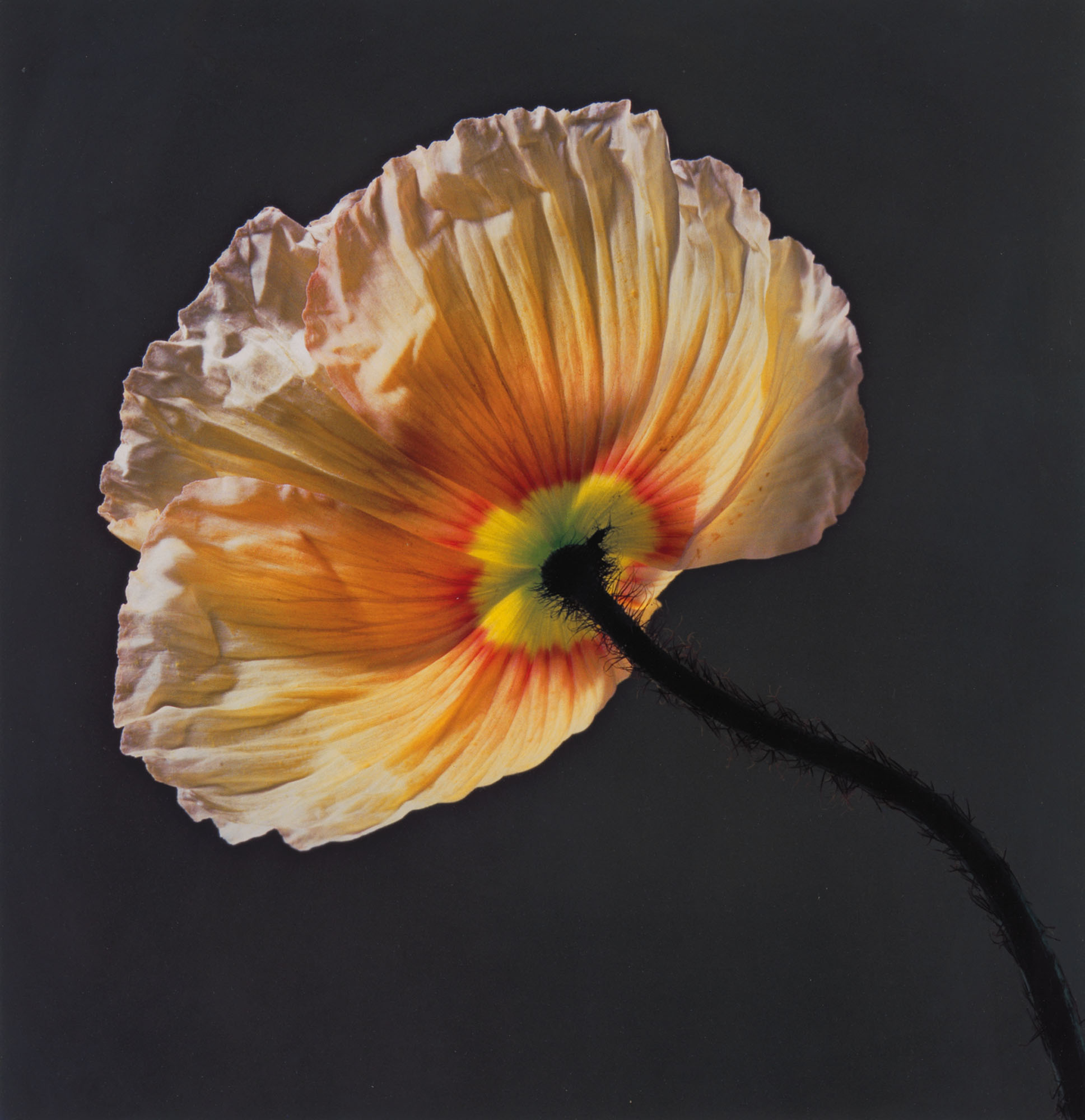 Robert Mapplethorpe (1946-1989), Poppy, 1988 | Christie’s