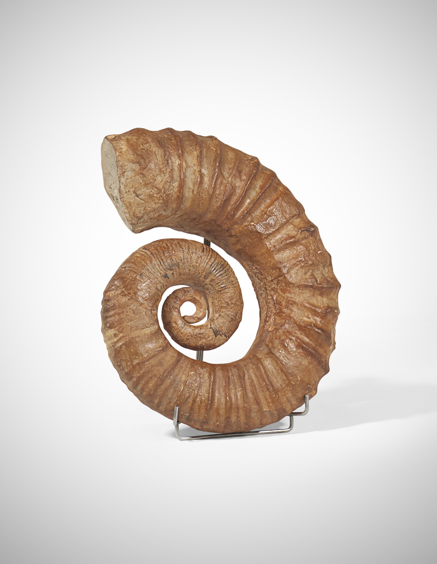 AN UNCOILED AMMONITE, MOROCCO | Christie’s