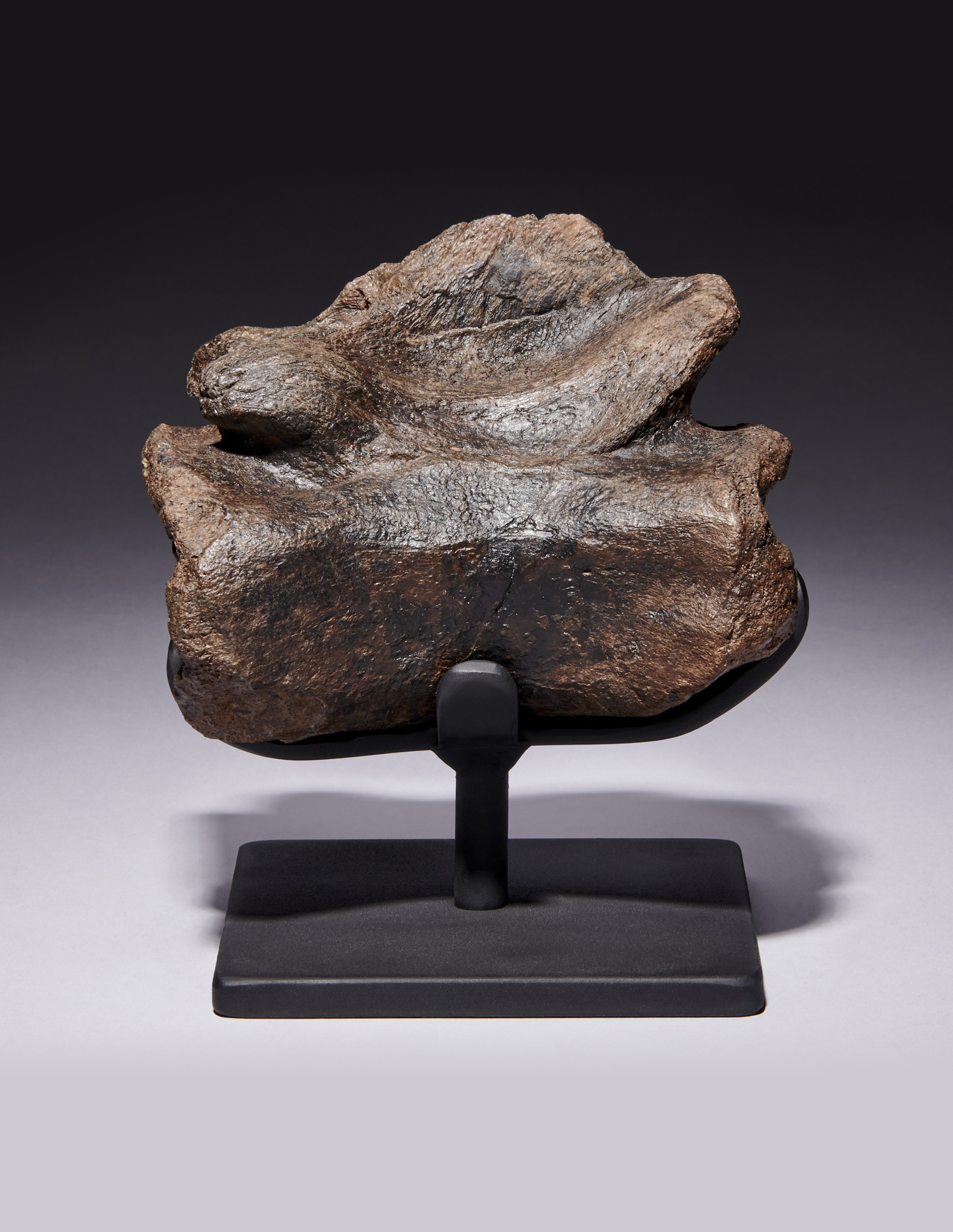 THE TAIL VERTEBRA OF A TYRANNOSAURUS REX, HELL CREEK FORMATION, MONTANA ...