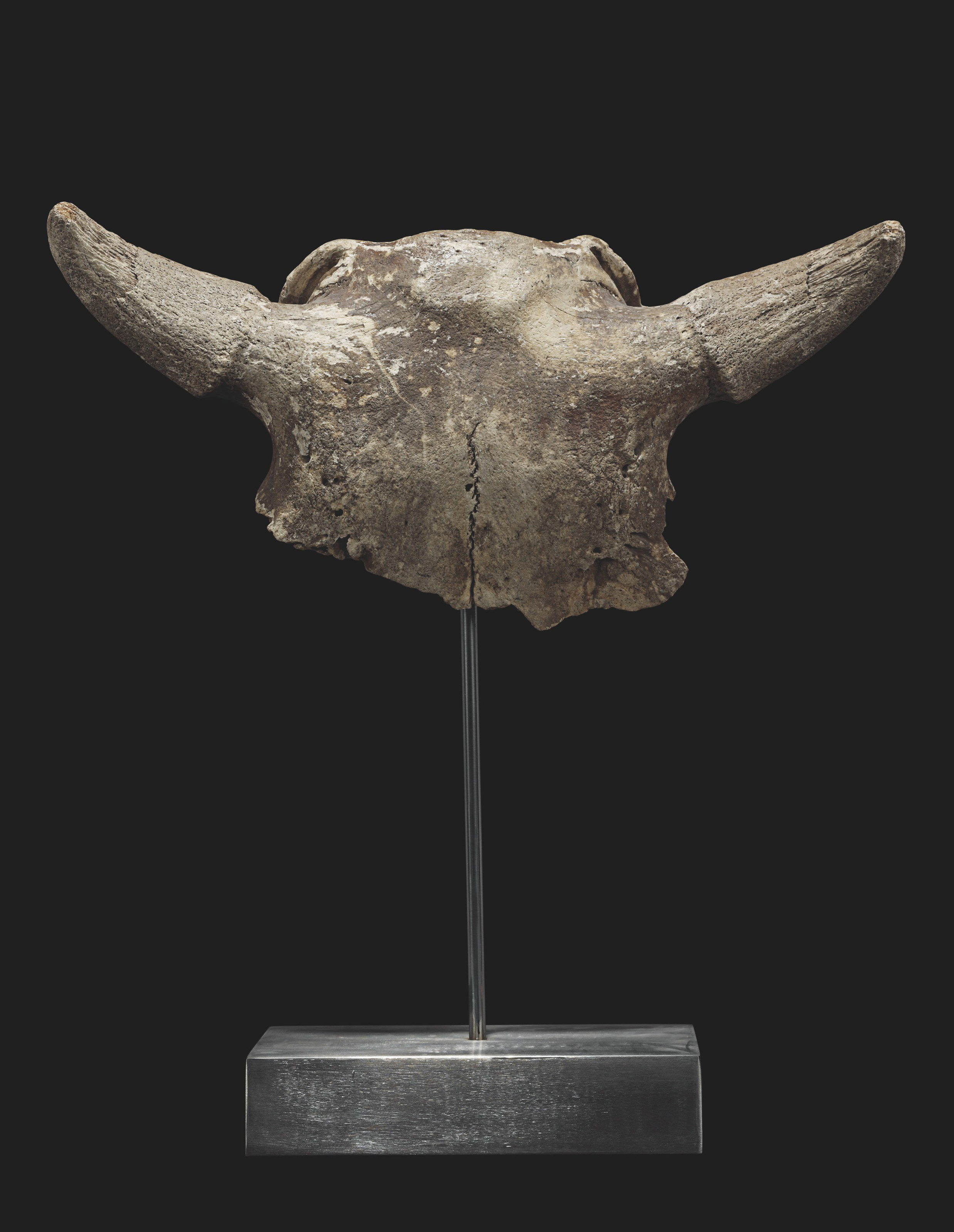 THE CROWN AND HORNS OF A FOSSIL BISON SKULL, MONTANA, USA | Christie’s