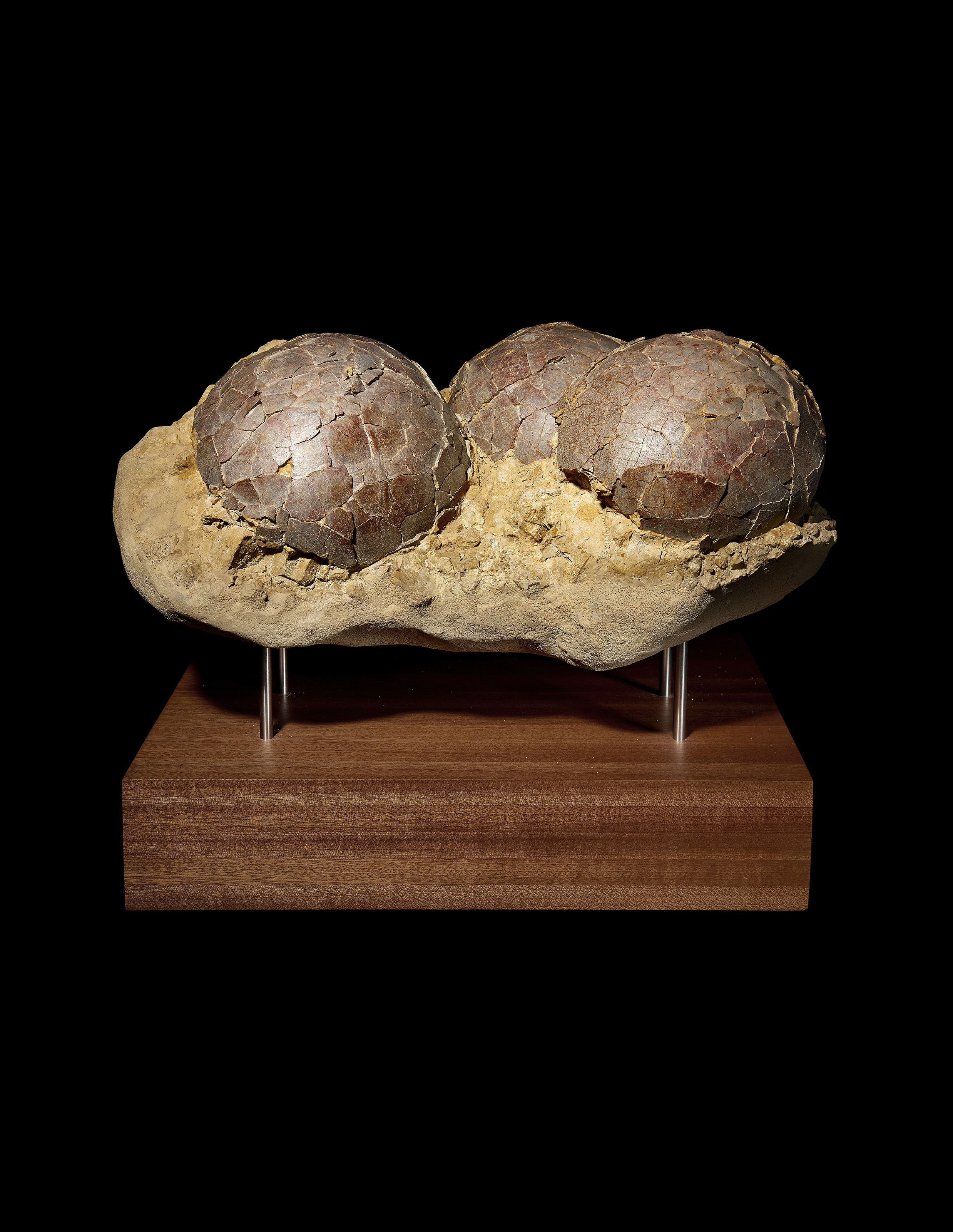 Christies - Dinosaurs collecting guide