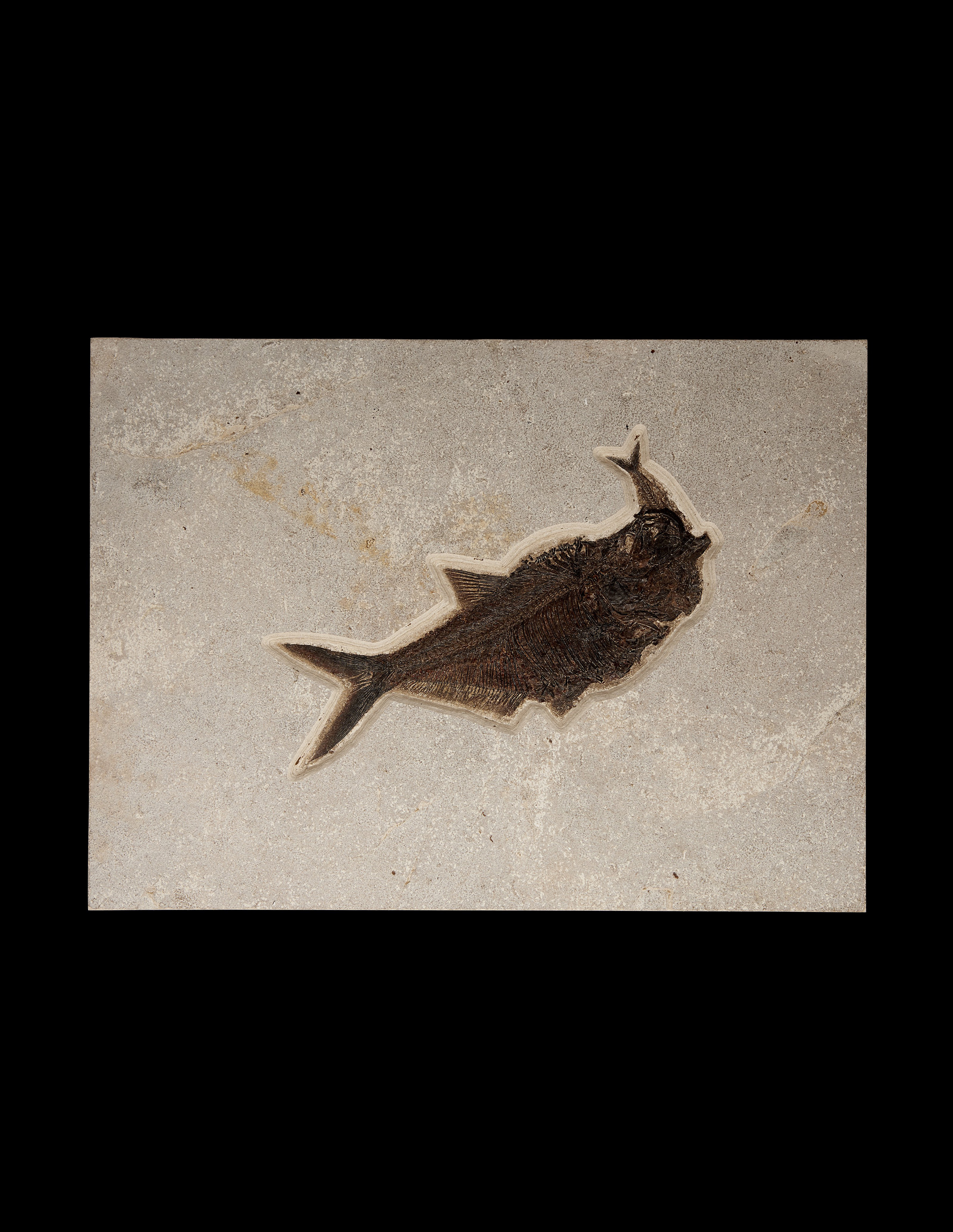 A LARGE FOSSIL FISH CAUGHT IN THE ACT OF SWALLOWING ANOTHER, GREEN ...