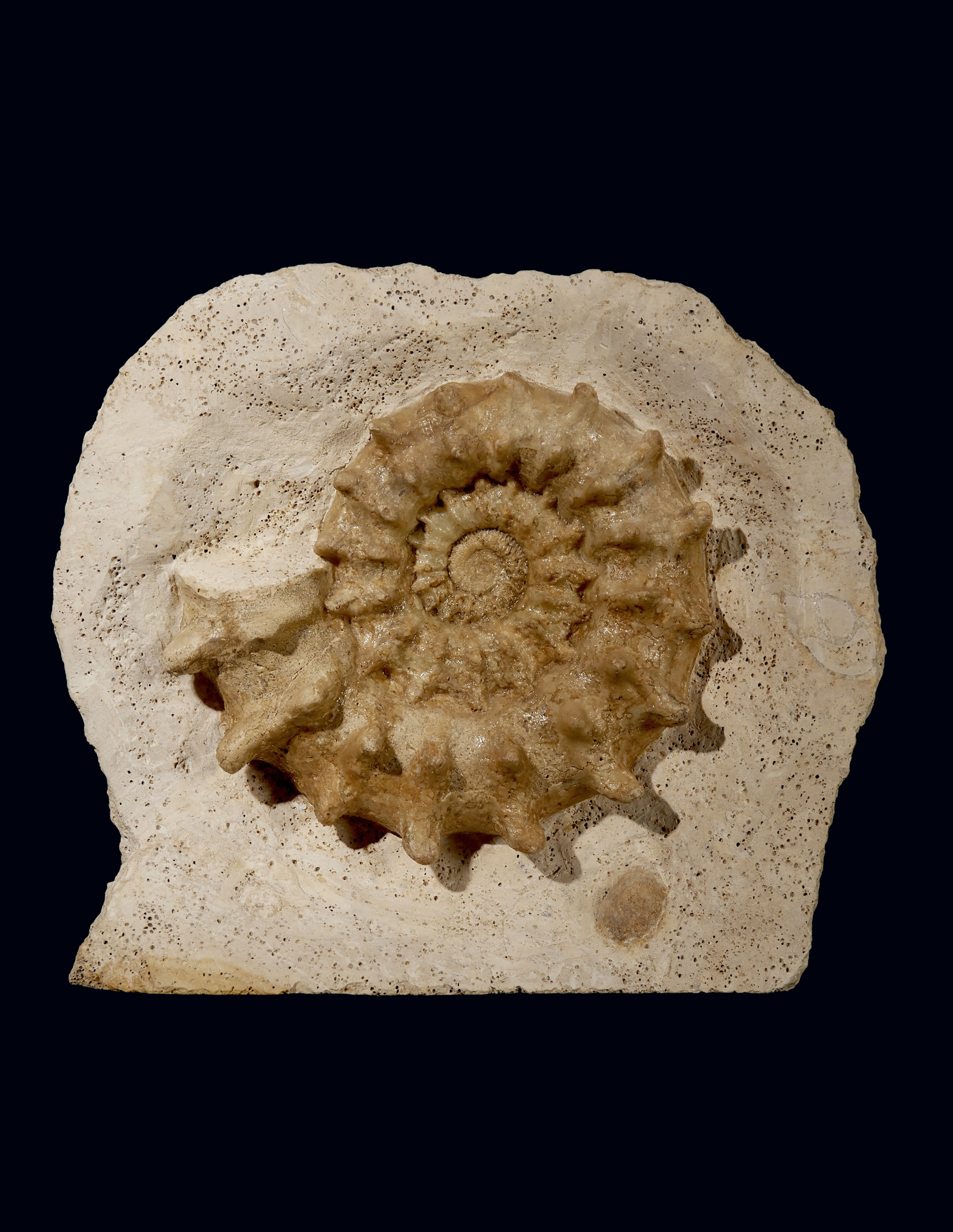 A COILED SPINY AMMONITE IN MATRIX, MONTEUIL-BELLAY, FRANCE | Christie’s
