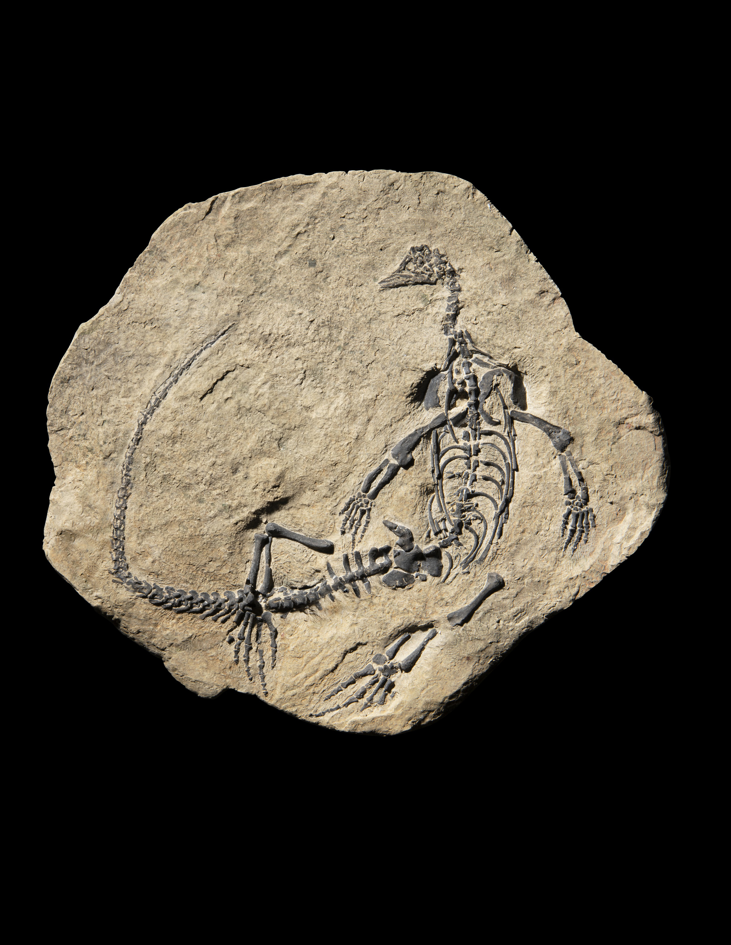 Permian Fossils Rugosa Fossil Known Horn Coral Permian Stock Photo