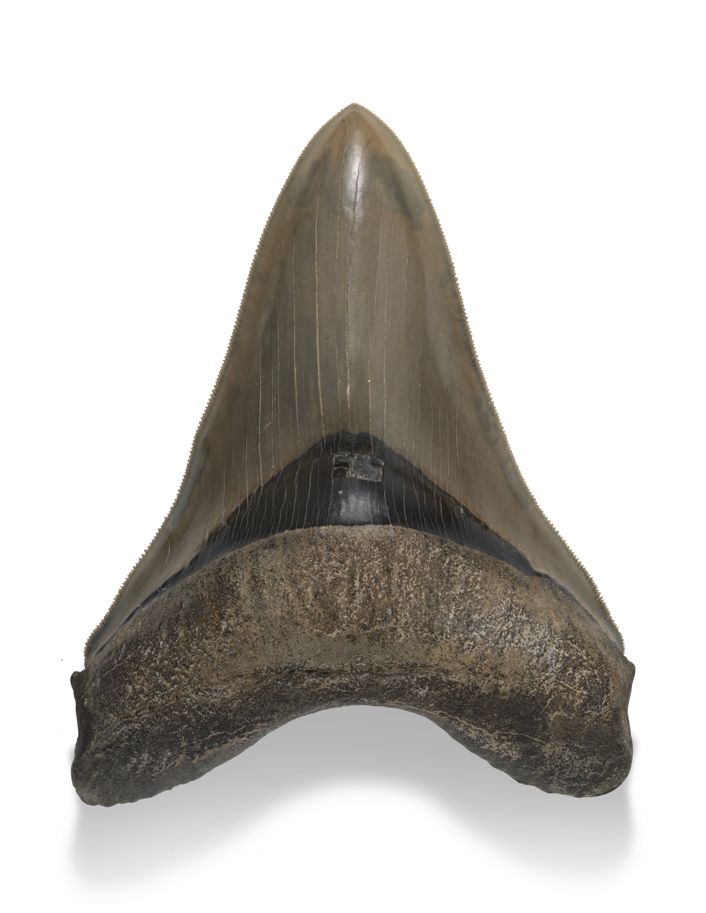 A FINE MEGALODON TOOTH, WEST JAVA, INDONESIA | Christie’s