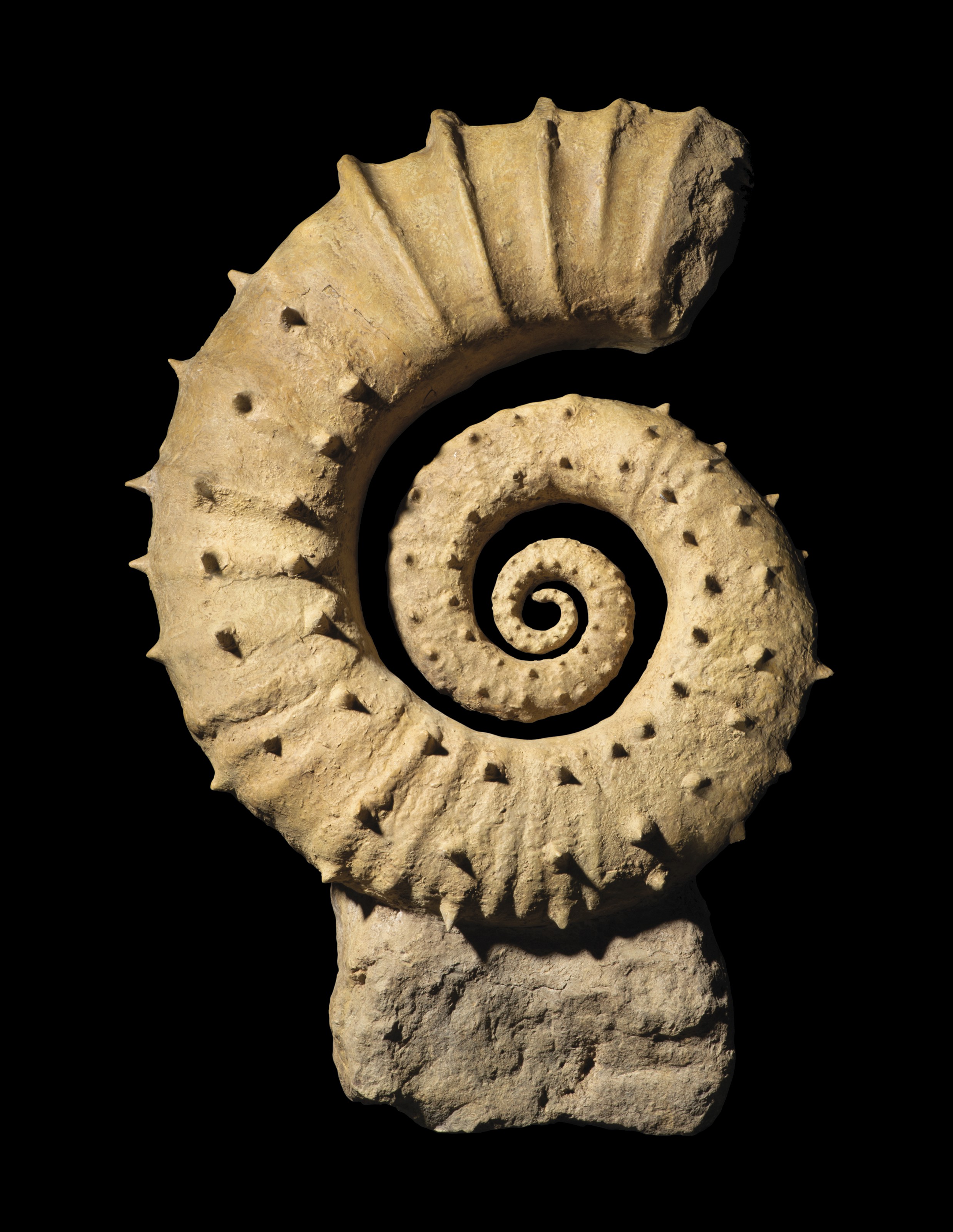 AN UNCOILED SPINY AMMONITE, MOROCCO | Christie’s
