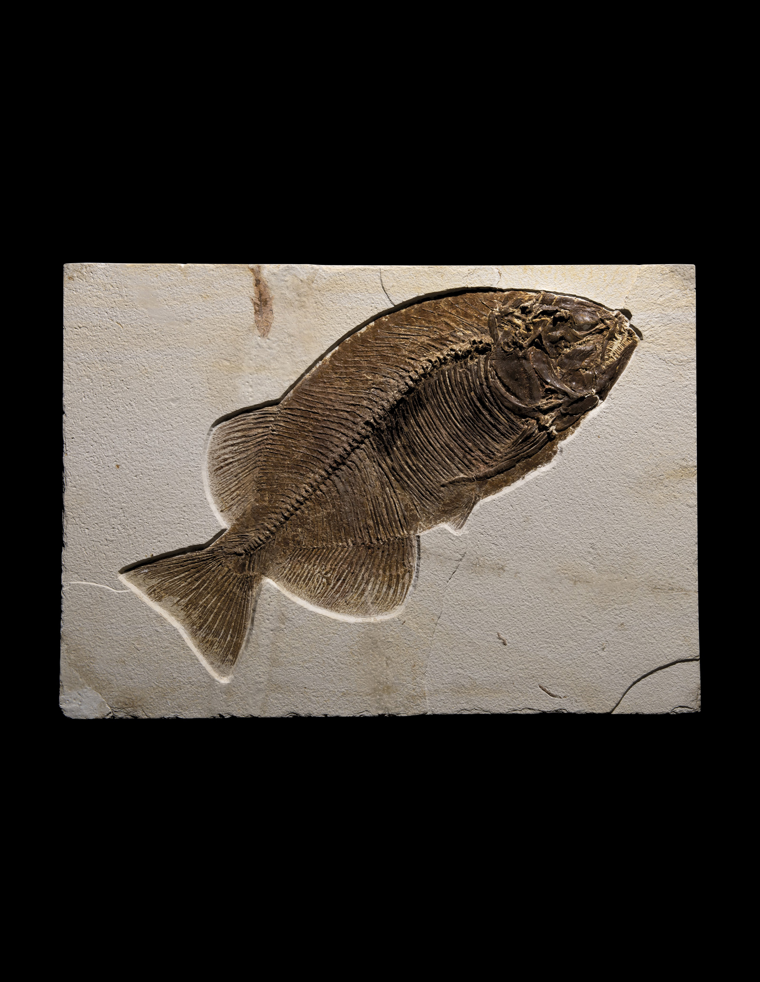 A LARGE FOSSIL FISH, WYOMING, USA | Christie’s