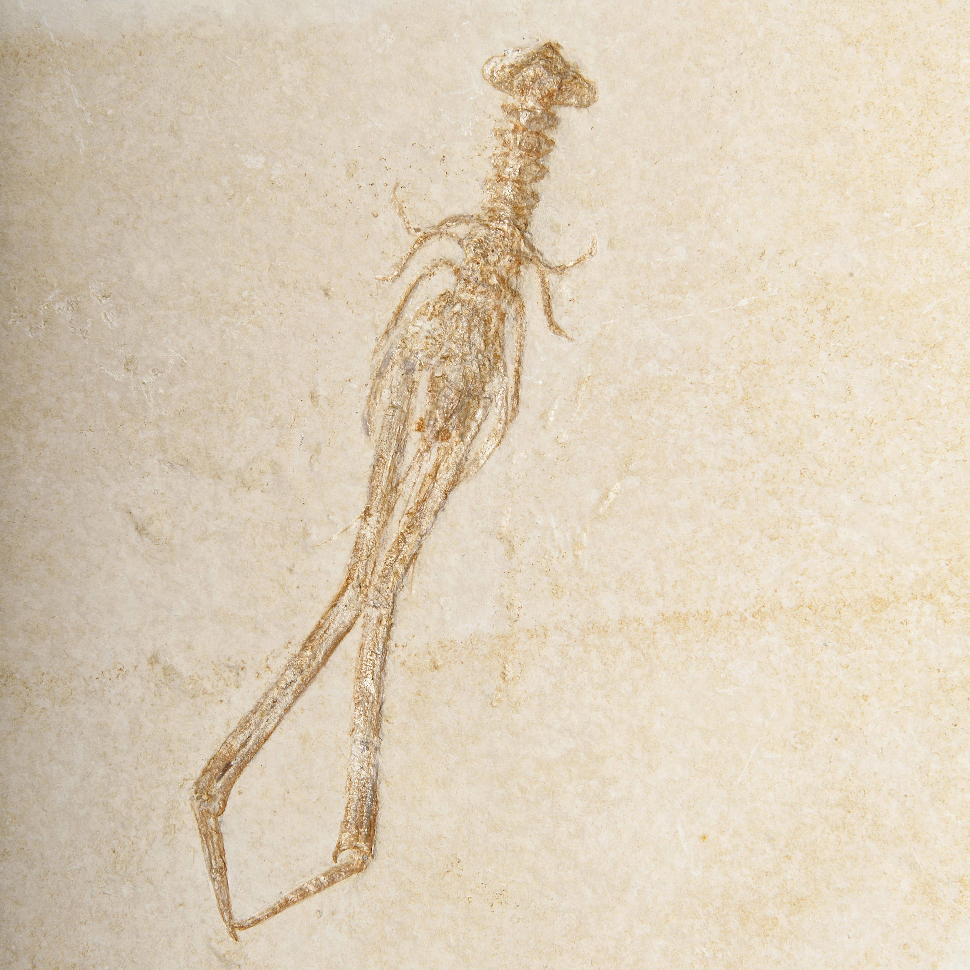 A FOSSIL CRAYFISH, SOLNHOFEN, GERMANY | Christie’s