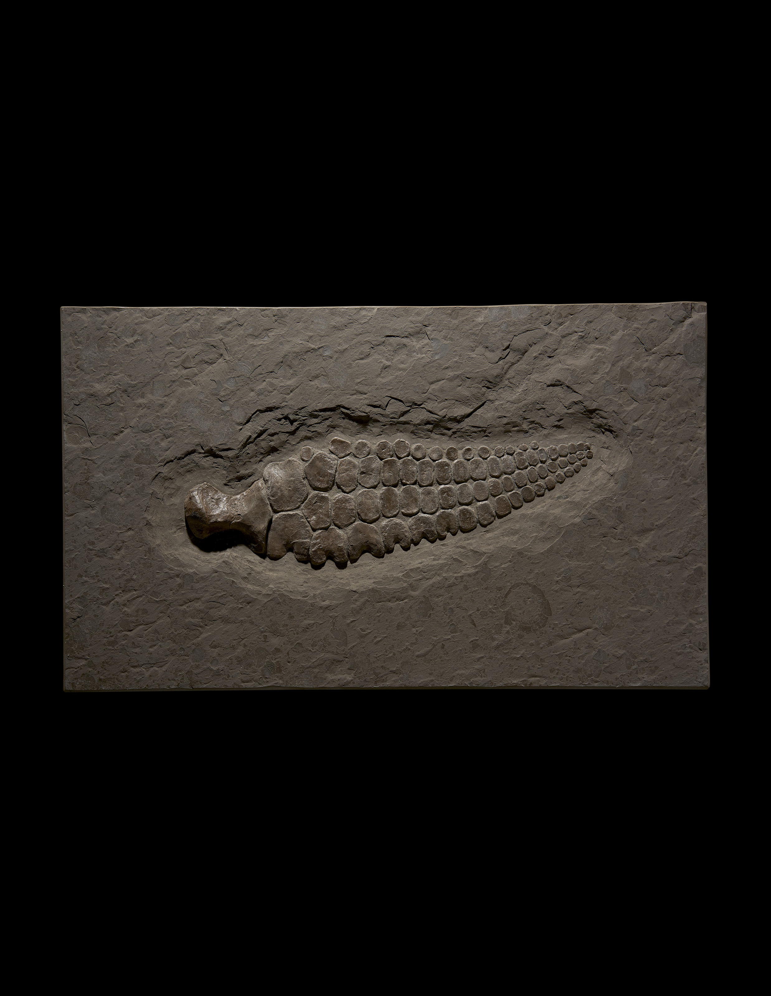 A FOSSIL ICHTHYOSAUR FIN, HOLZMADEN, GERMANY | Christie’s