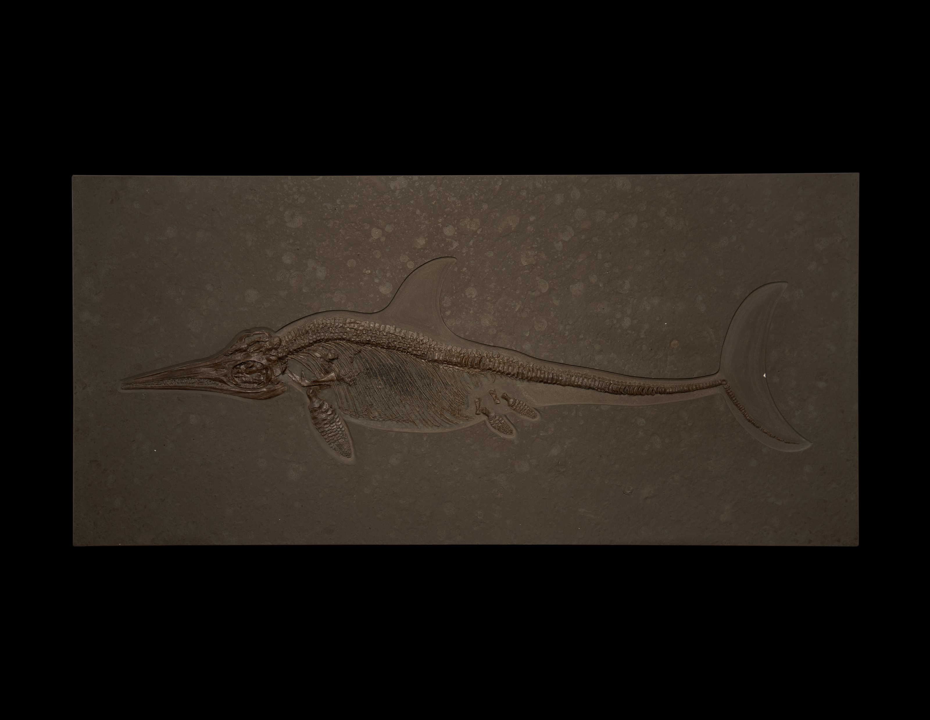 ichthyosaur skeleton found