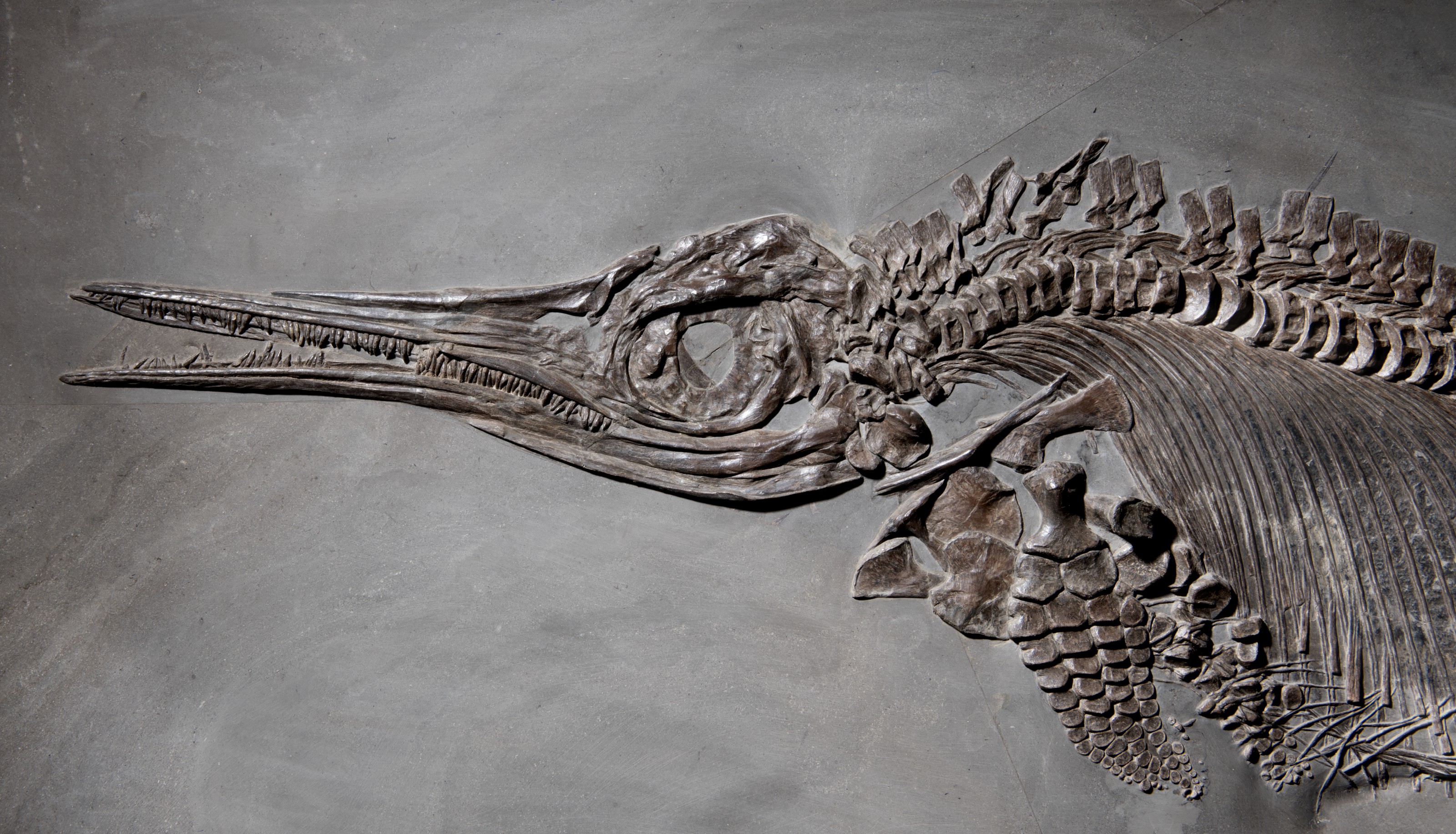 ichthyosaur skeleton replica