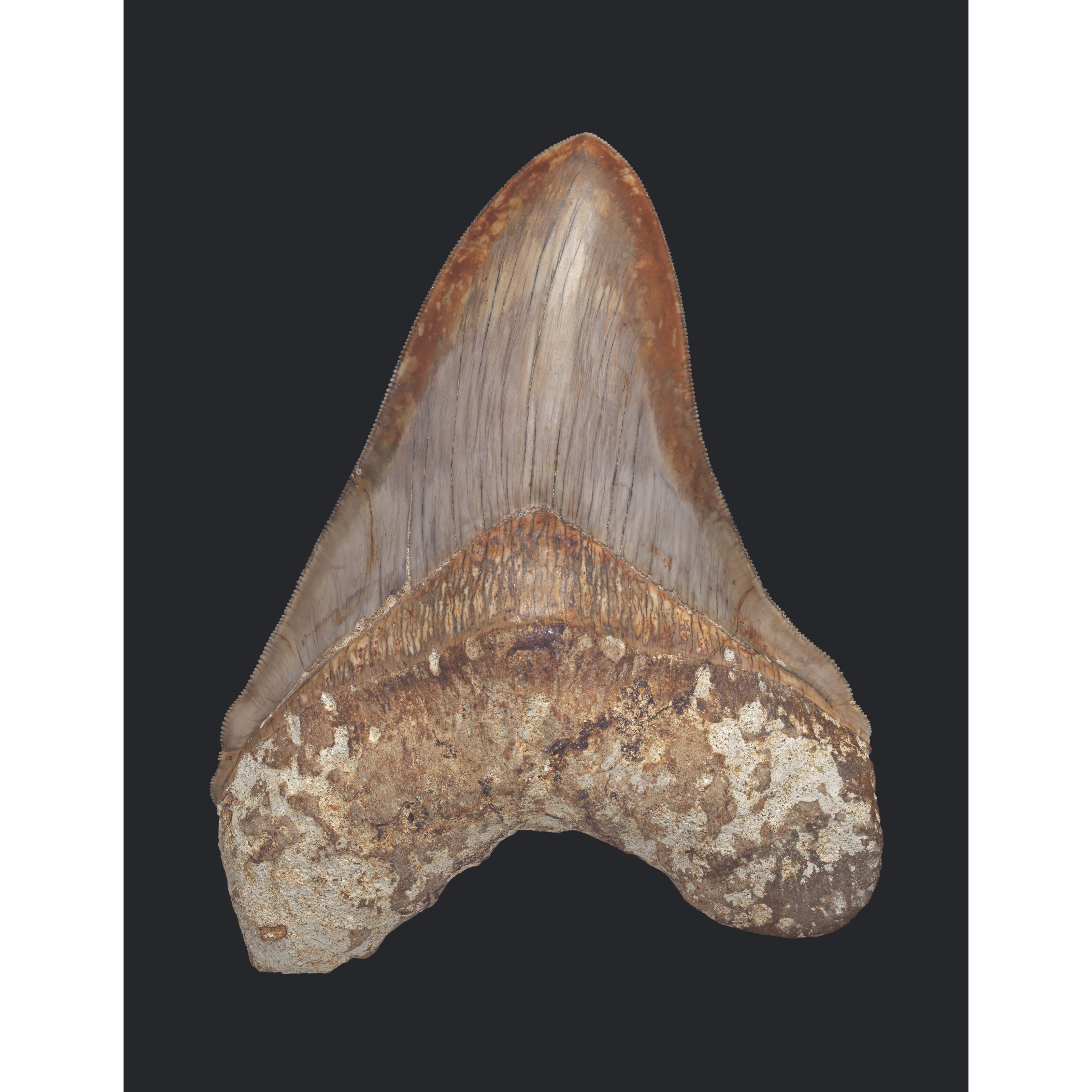 A LARGE MOTTLED MEGALODON TOOTH, WEST JAVA, INDONESIA | Christie’s