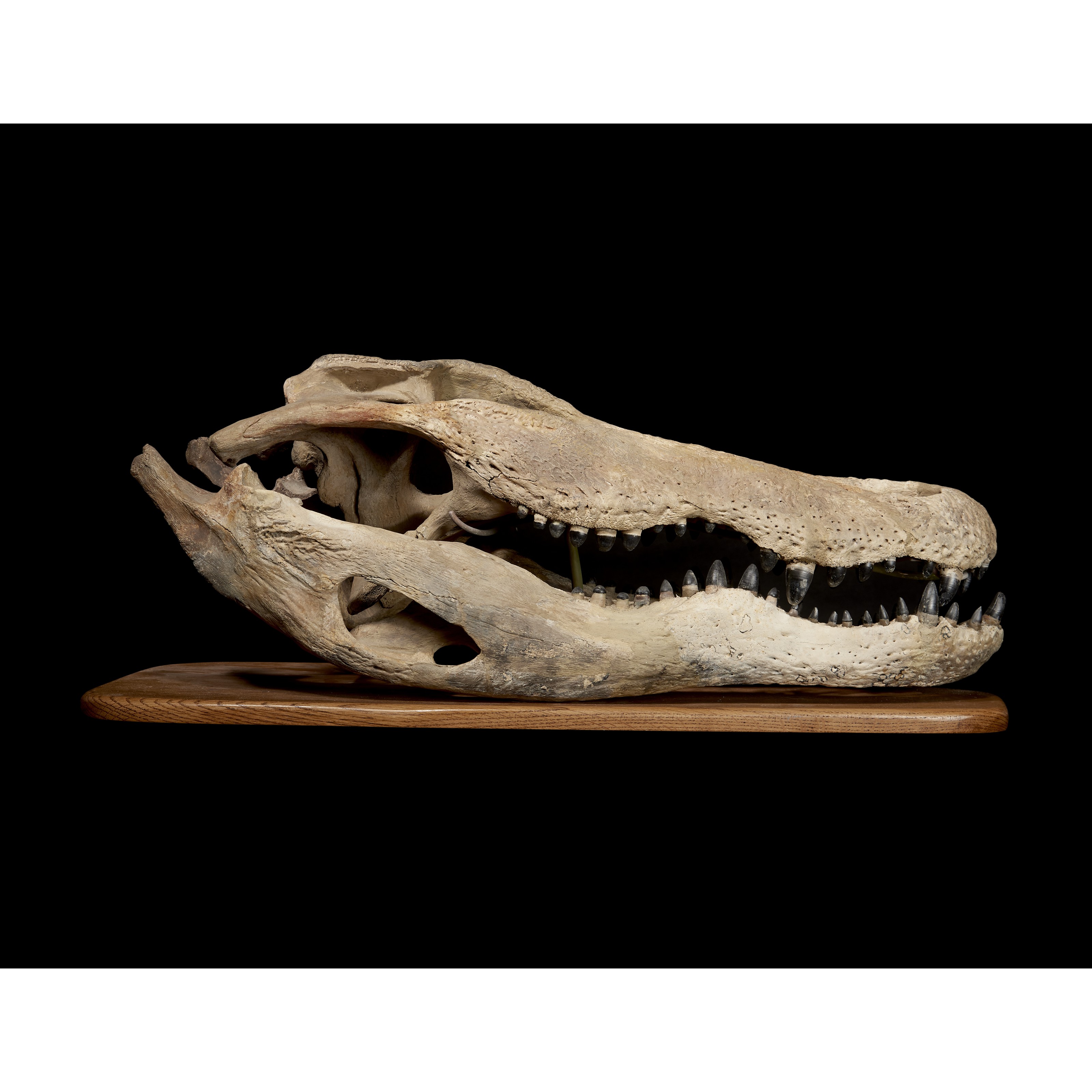 A FOSSIL ALLIGATOR SKULL, FLORIDA, USA | Christie’s