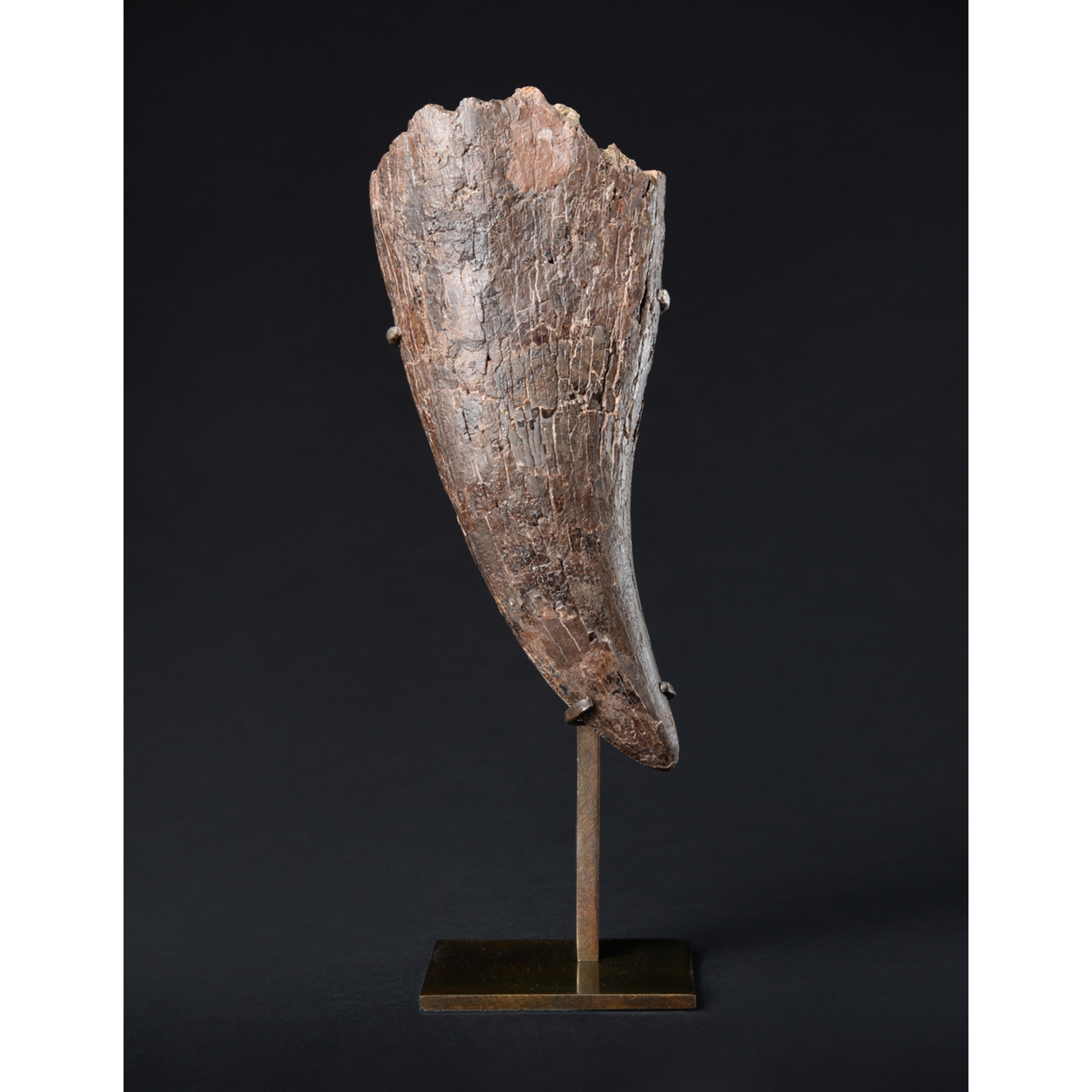 A LARGE TOOTH OF A TYRANNOSAURUS REX, HELL CREEK FORMATION, SOUTH ...