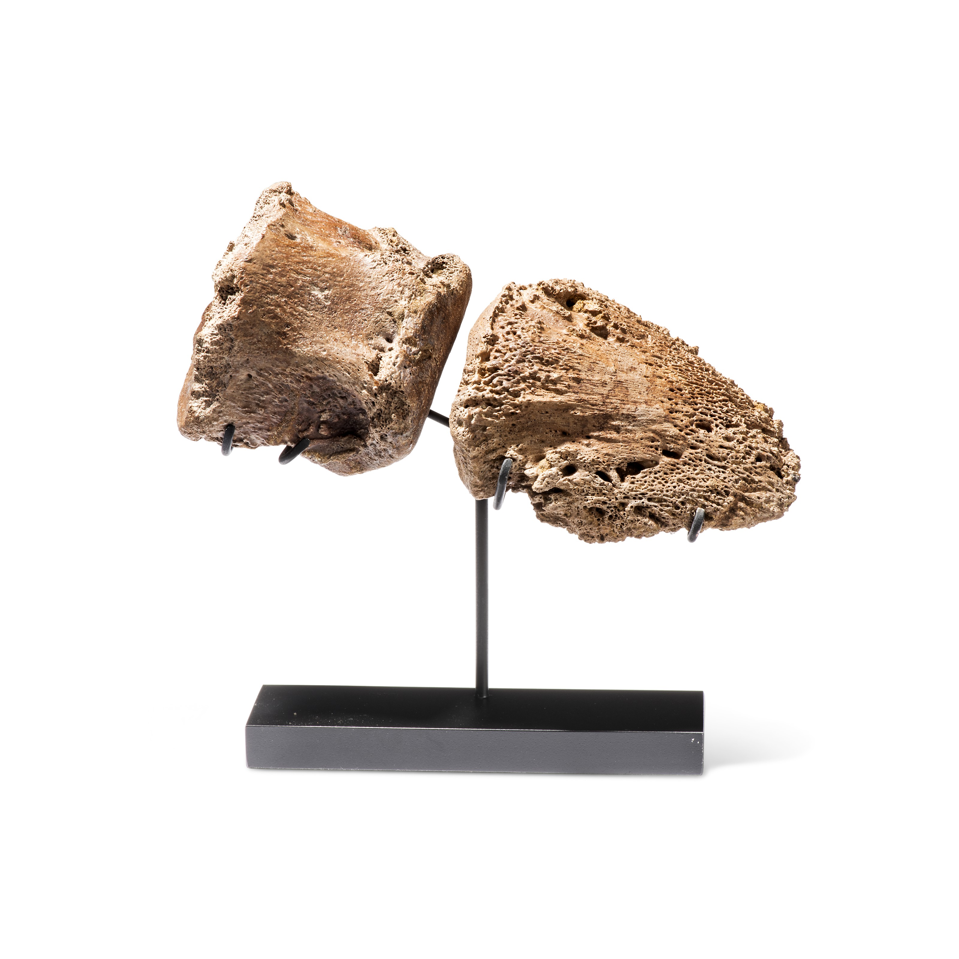 THE TOE OF AN ANKYLOSAURUS, HELL CREEK FORMATION, MONTANA, USA | Christie’s
