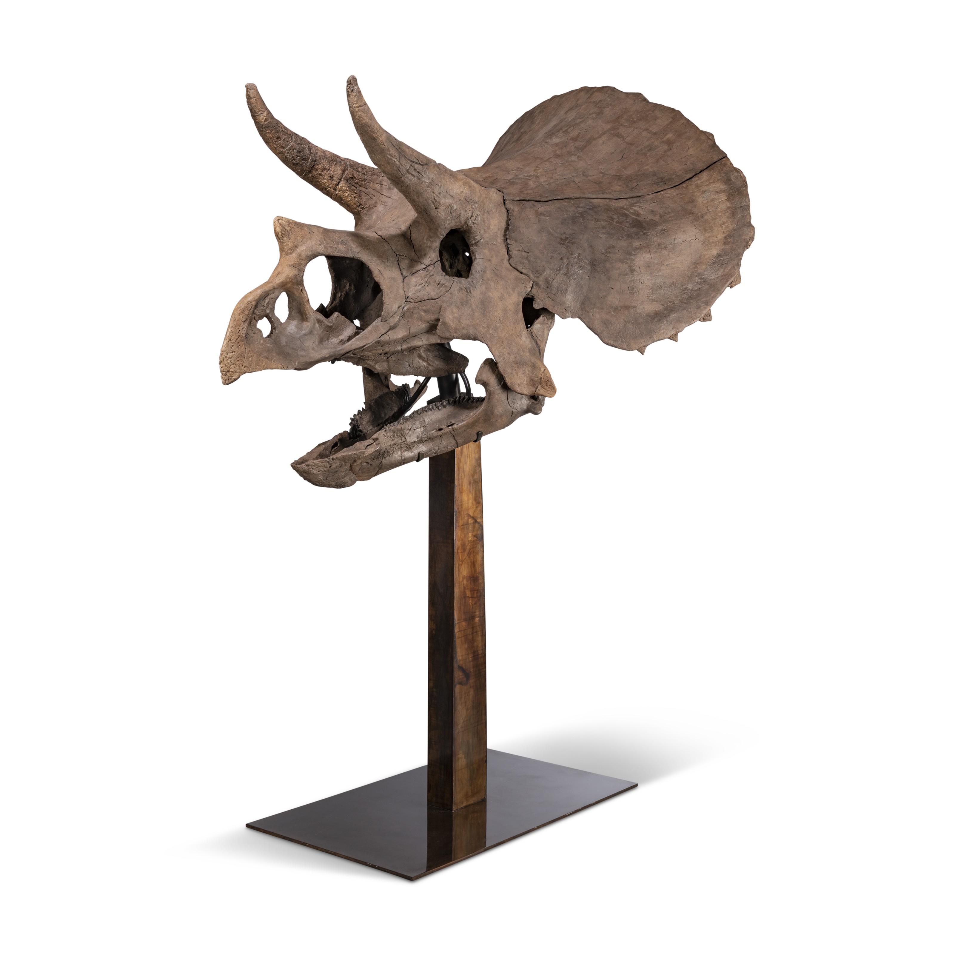 triceratops head bones