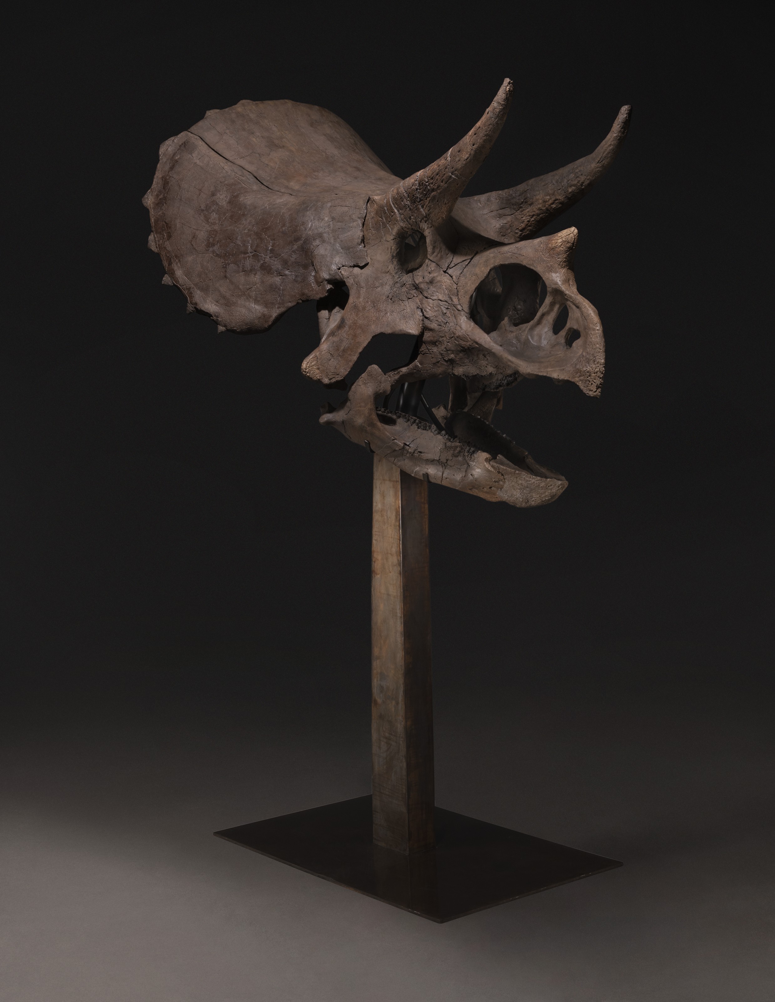 Triceratops Skull Fossil
