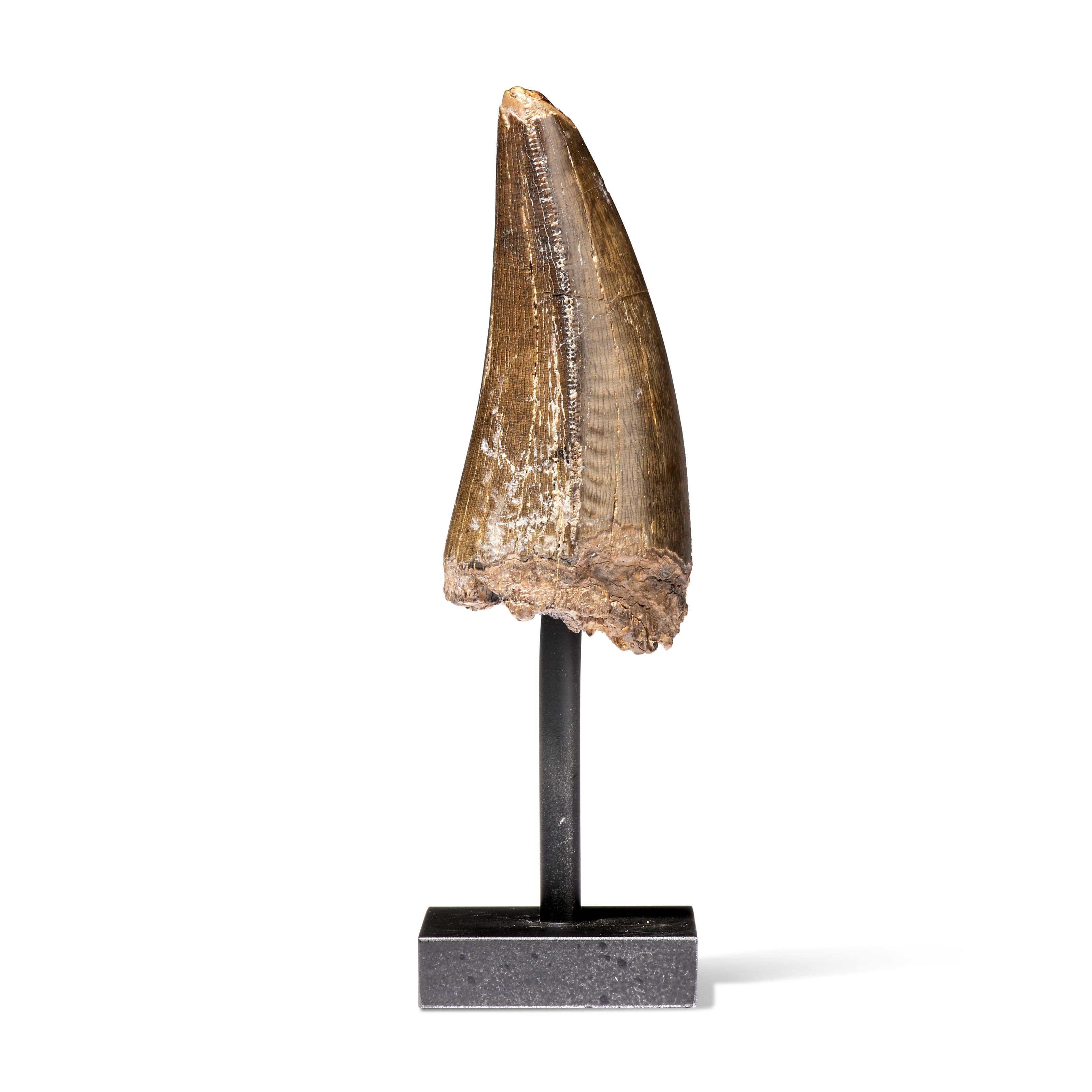 THE TOOTH OF A TYRANNOSAURUS REX, HELL CREEK FORMATION, MONTANA, USA ...