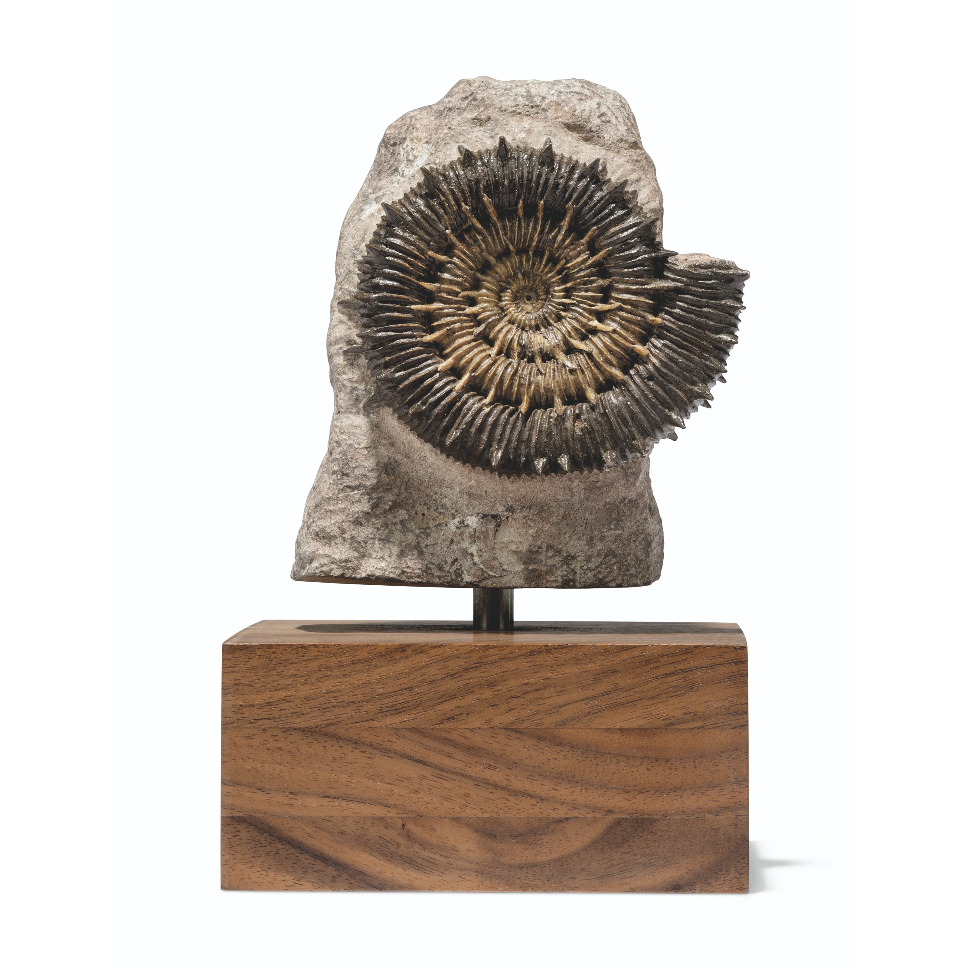 A COILED SPINY AMMONITE, RHONE, FRANCE | Christie’s