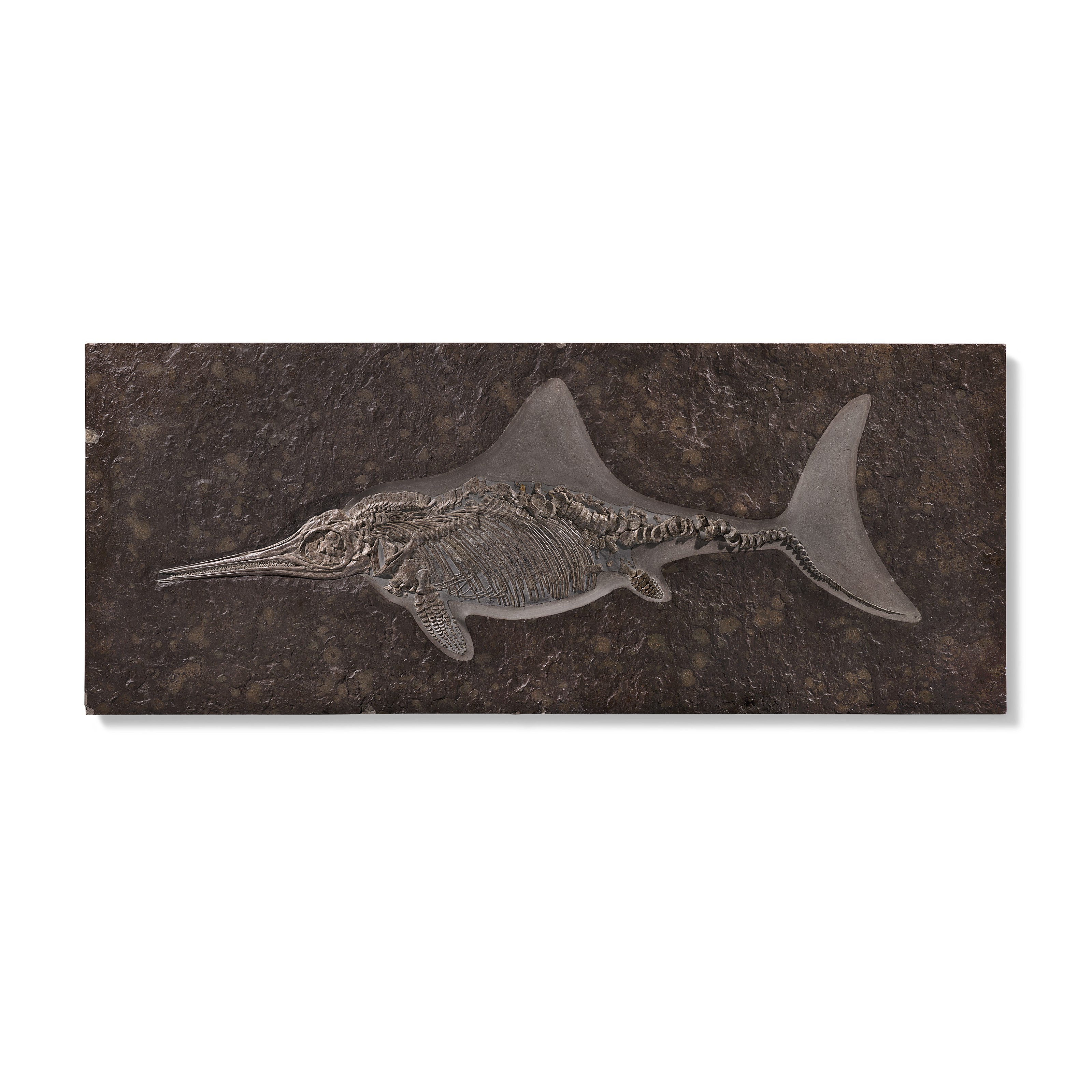 A FOSSIL ICHTHYOSAUR, POSIDONIENSCHIEFER FORMATION, GERMANY | Christie’s