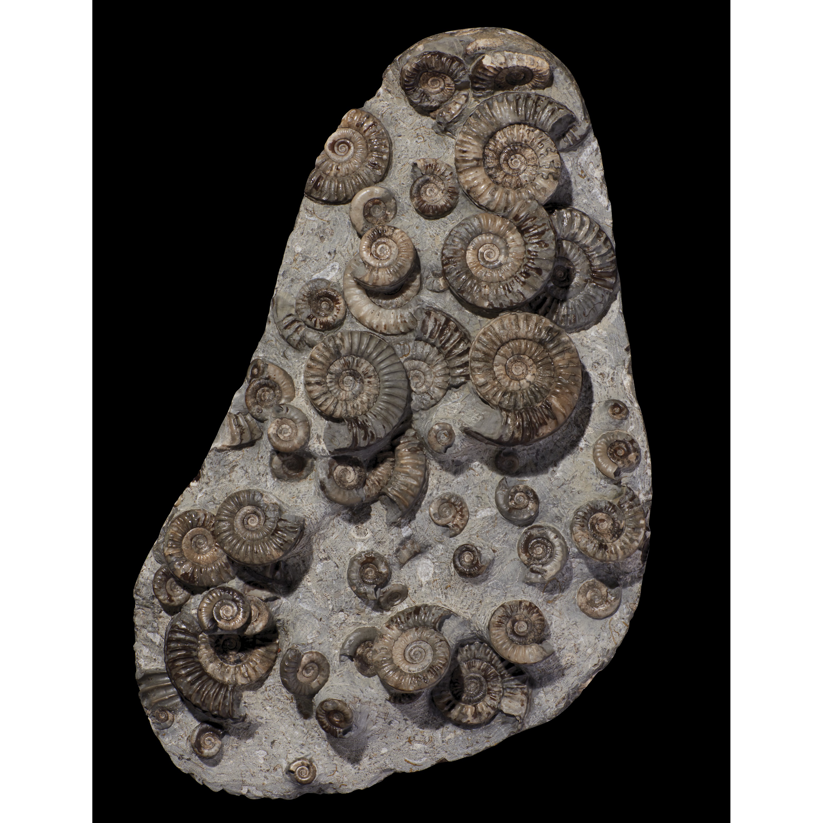 AN ENGLISH AMMONITE GROUP, YORKSHIRE | Christie’s