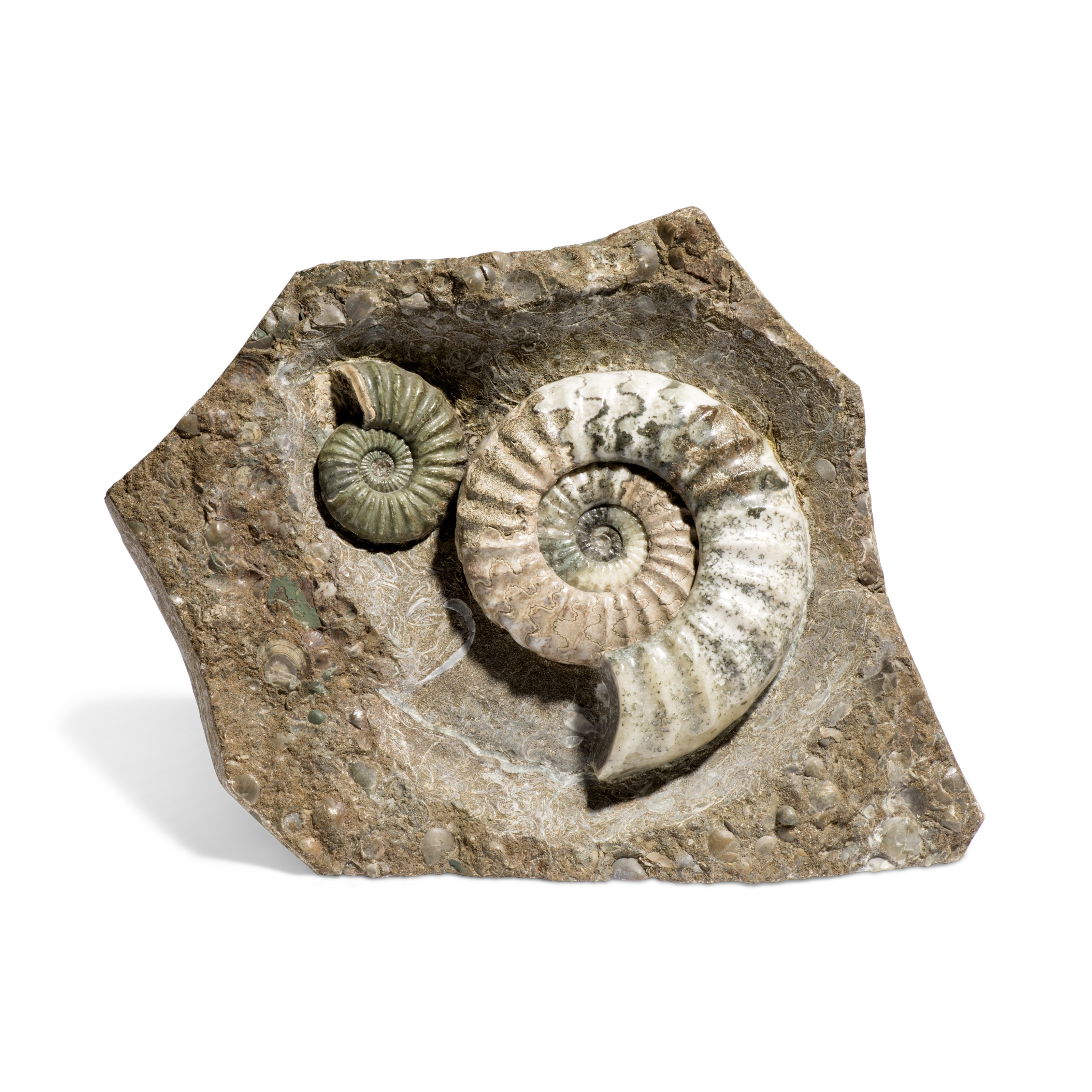 ENGLISH AMMONITES, SCUNTHORPE | Christie’s