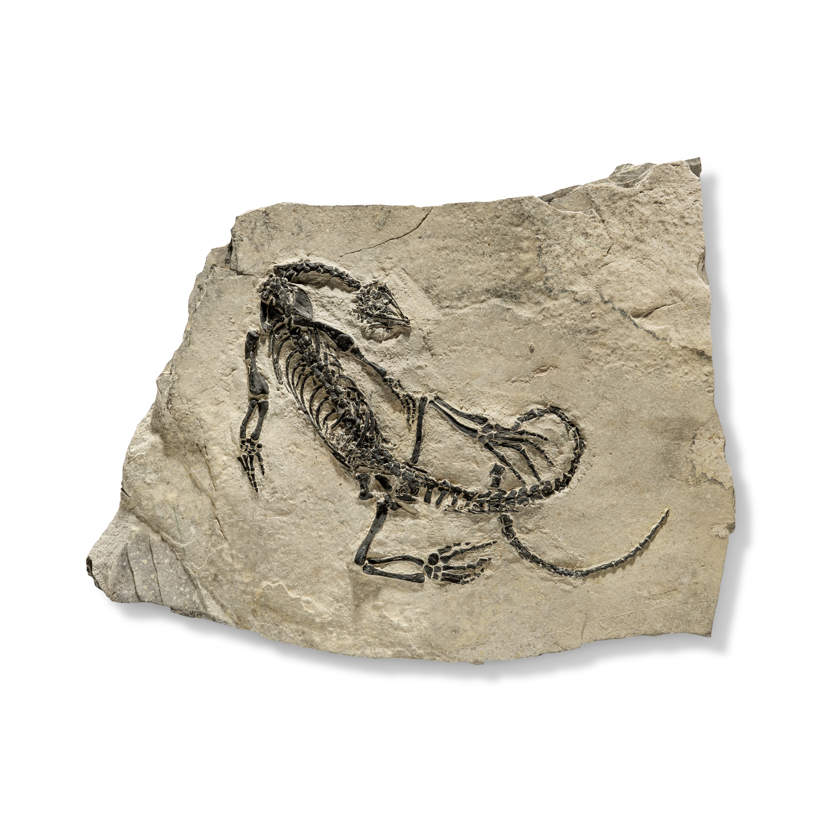 A PERMIAN DIAPSID FOSSIL CLAUDIOSAURUS, MADAGASCAR | Christie’s
