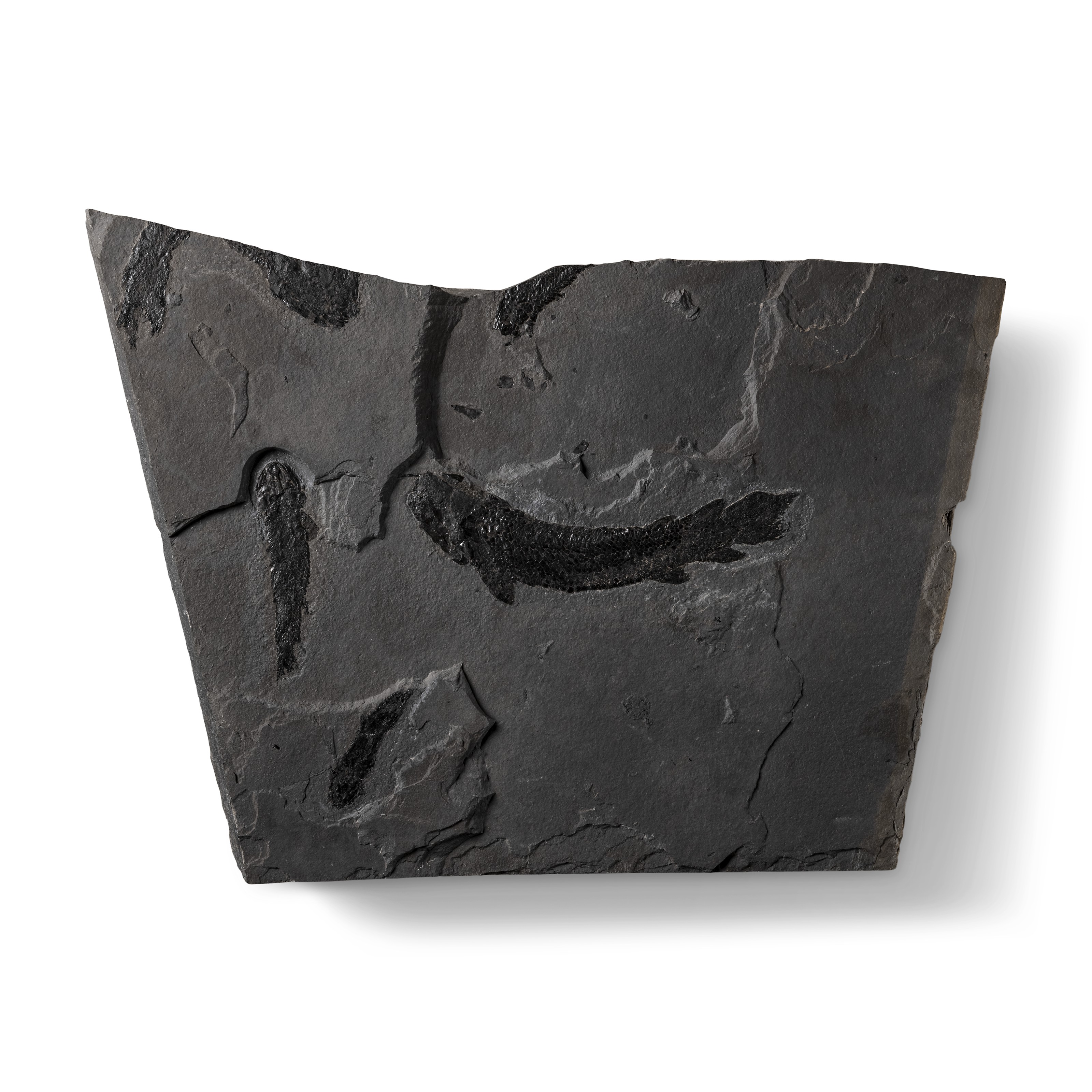 EARLY FOSSIL RAY-FINNED FISH, ORKNEY | Christie’s