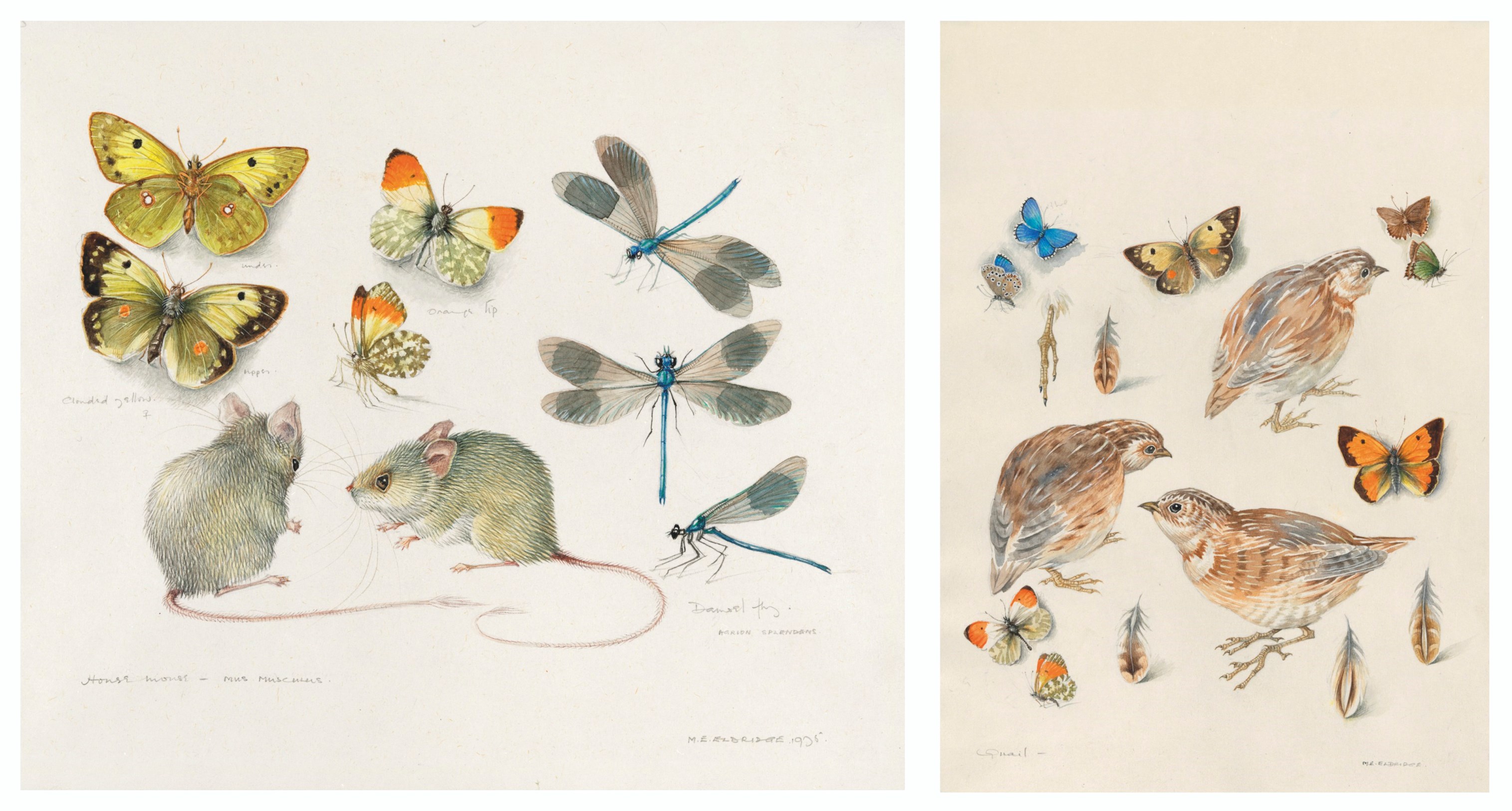MILDRED E. ELDRIDGE (BRITISH 1909-1991), House mouse, butterflies and ...