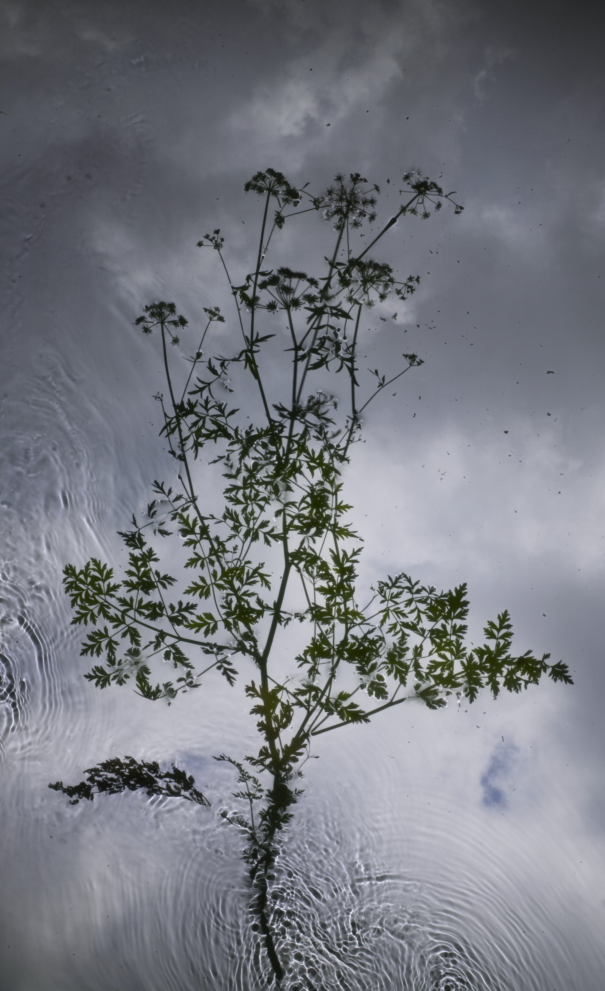 SUSAN DERGES (B. 1955), Water Drop Wort 2, 2012 | Christie’s