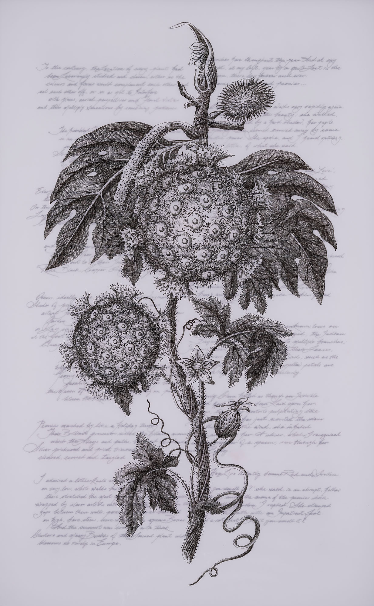 ANGELA SU (B. 1969), Citrus sinensis 'Moro' | Christie’s