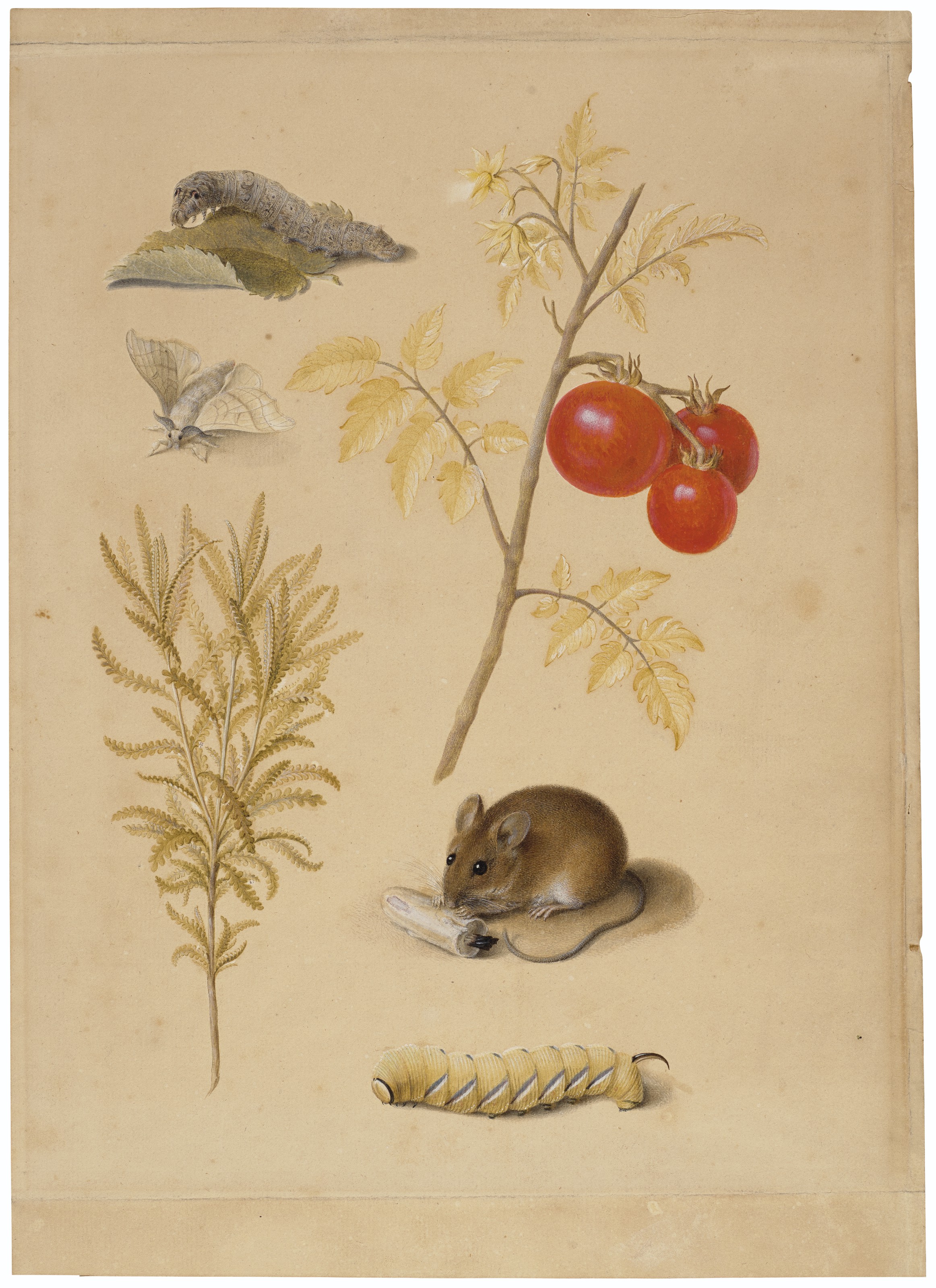 GERMAN SCHOOL, 18TH or 19TH CENTURY, A still life with a mouse eating a ...
