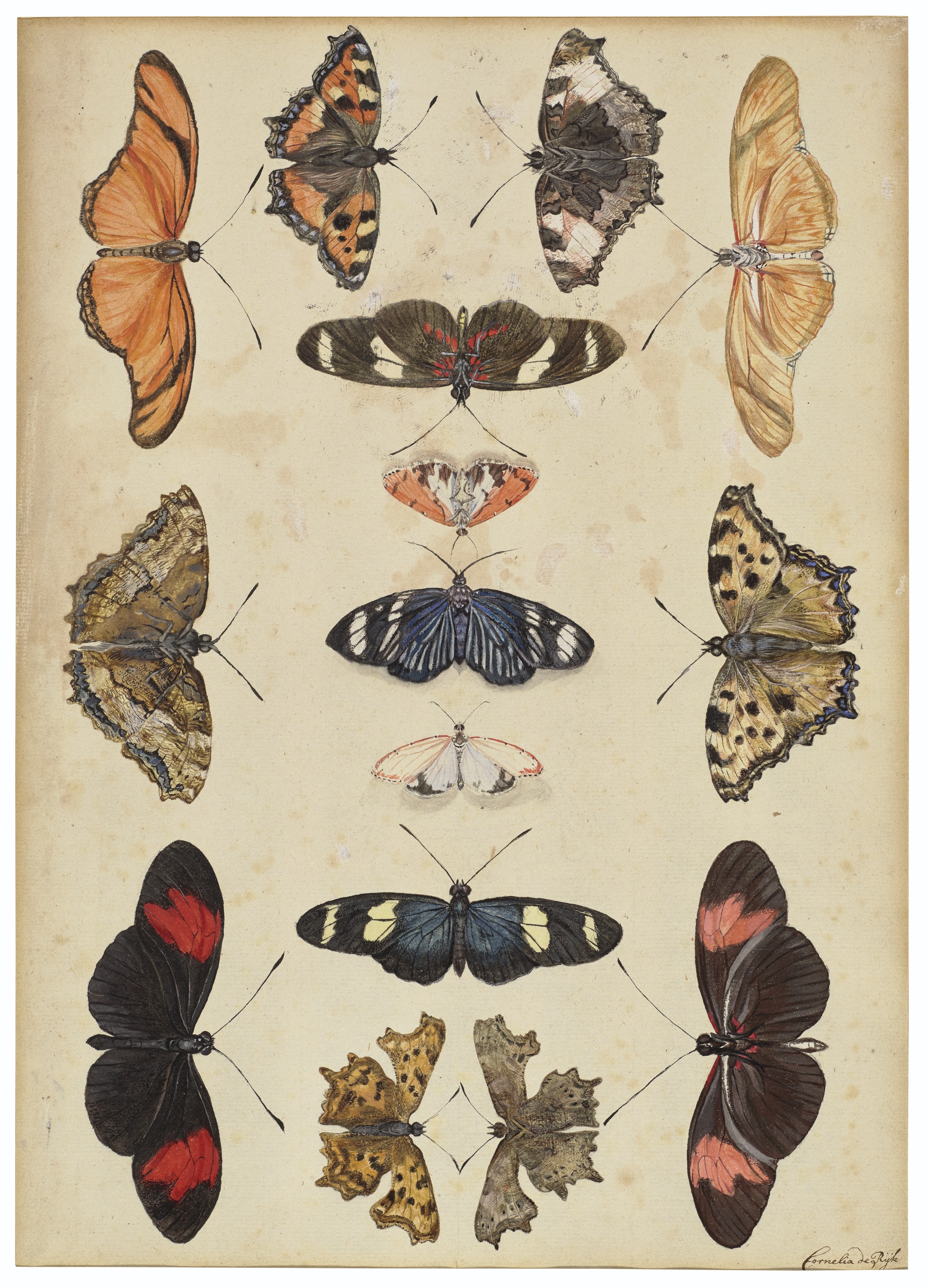 CORNELIA DE RIJCK (Delft 1653-1726 Amsterdam), A small Tortoiseshell, a ...