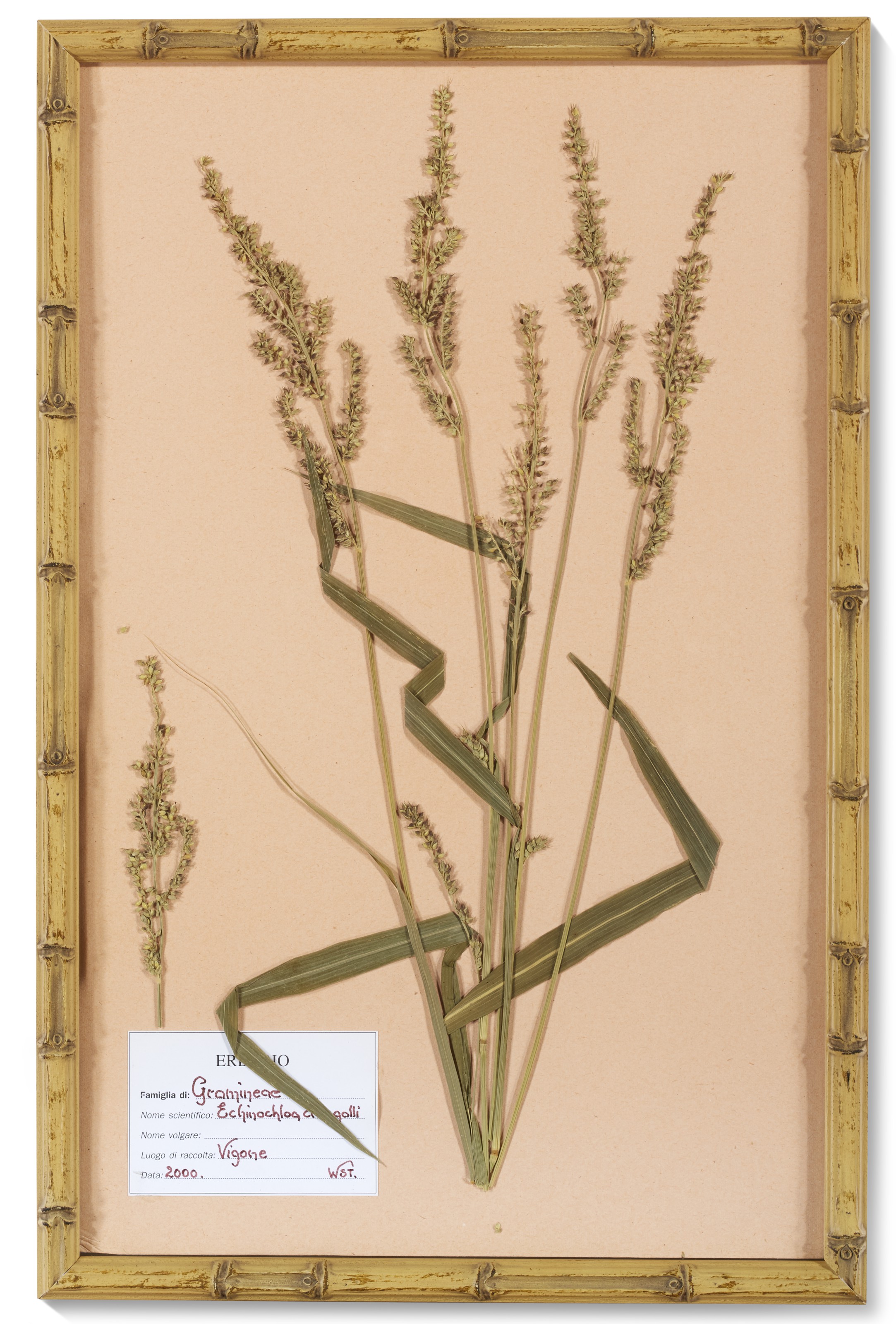 WILLIAM STUART THORNTON (BRITISH, B. 1946), EIGHT PRESSED BOTANICALS ...