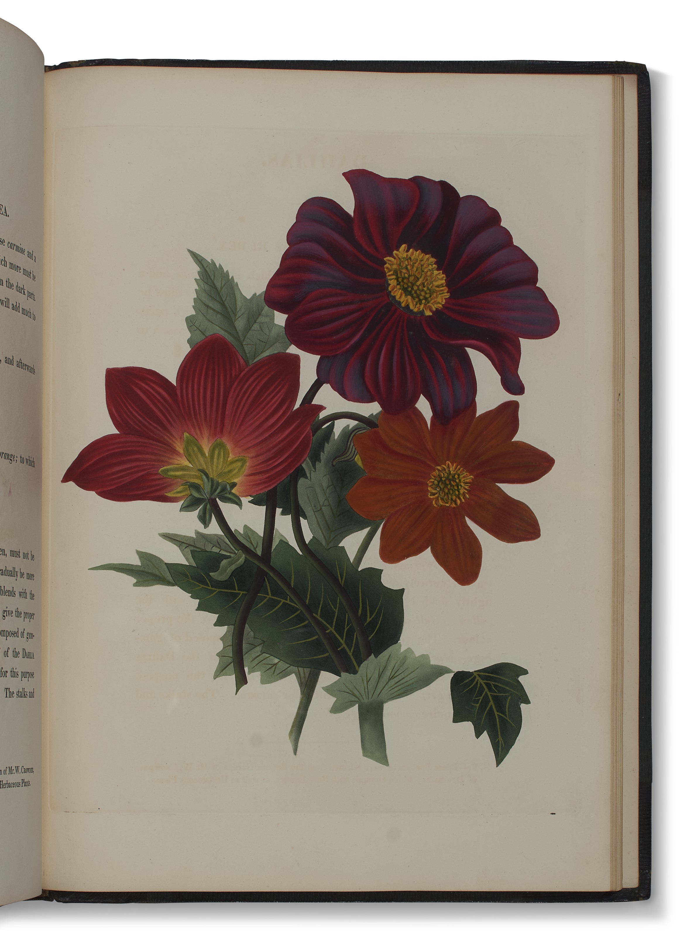 Studies of Flowers from Nature, Miss Smith, c.1818 | Christie’s