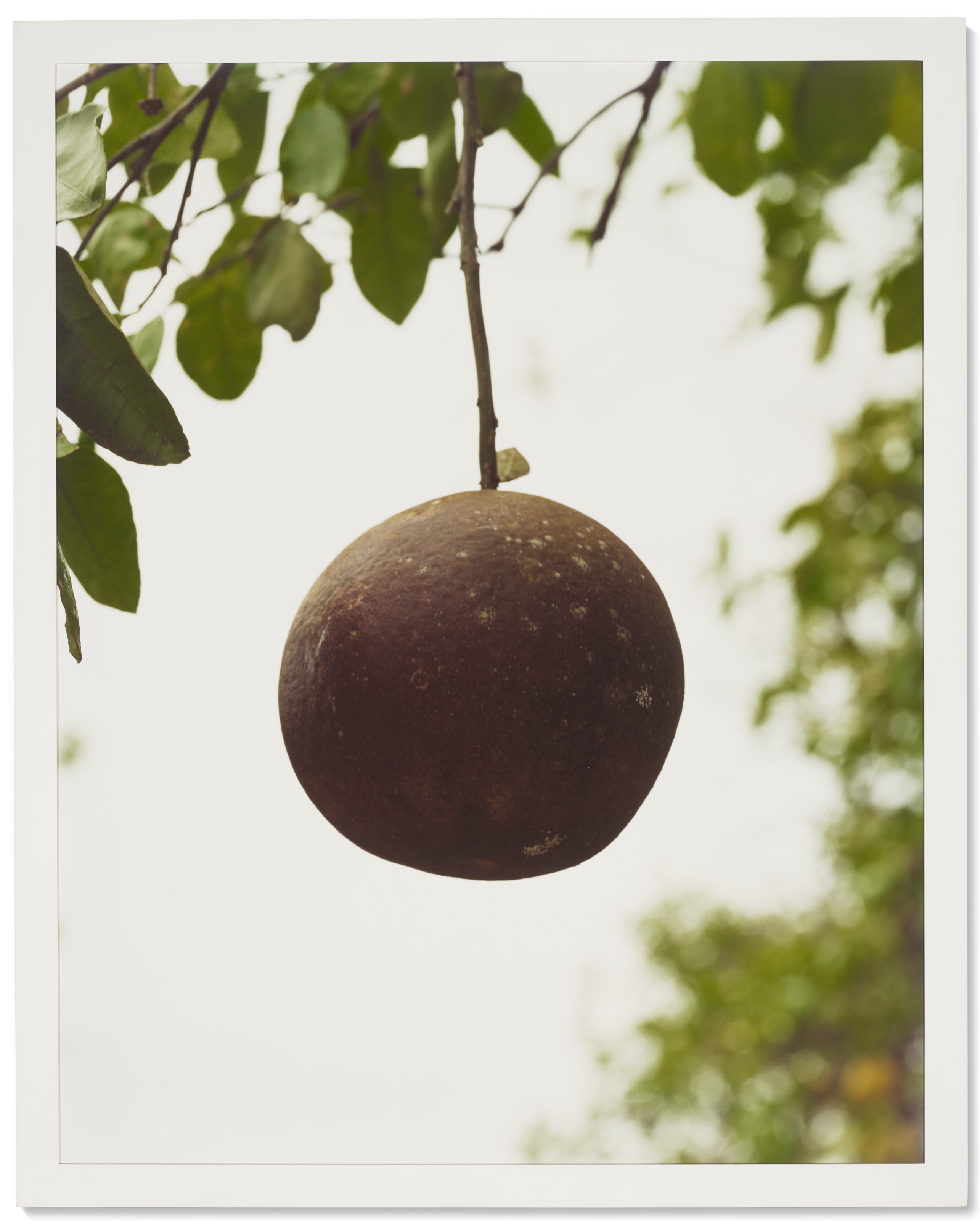 ROE ETHRIDGE (B.1969), Orange Grove #7 | Christie’s
