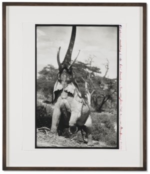 PETER BEARD (1938-2020), Elephant Reaching for the Last Branch on a ...