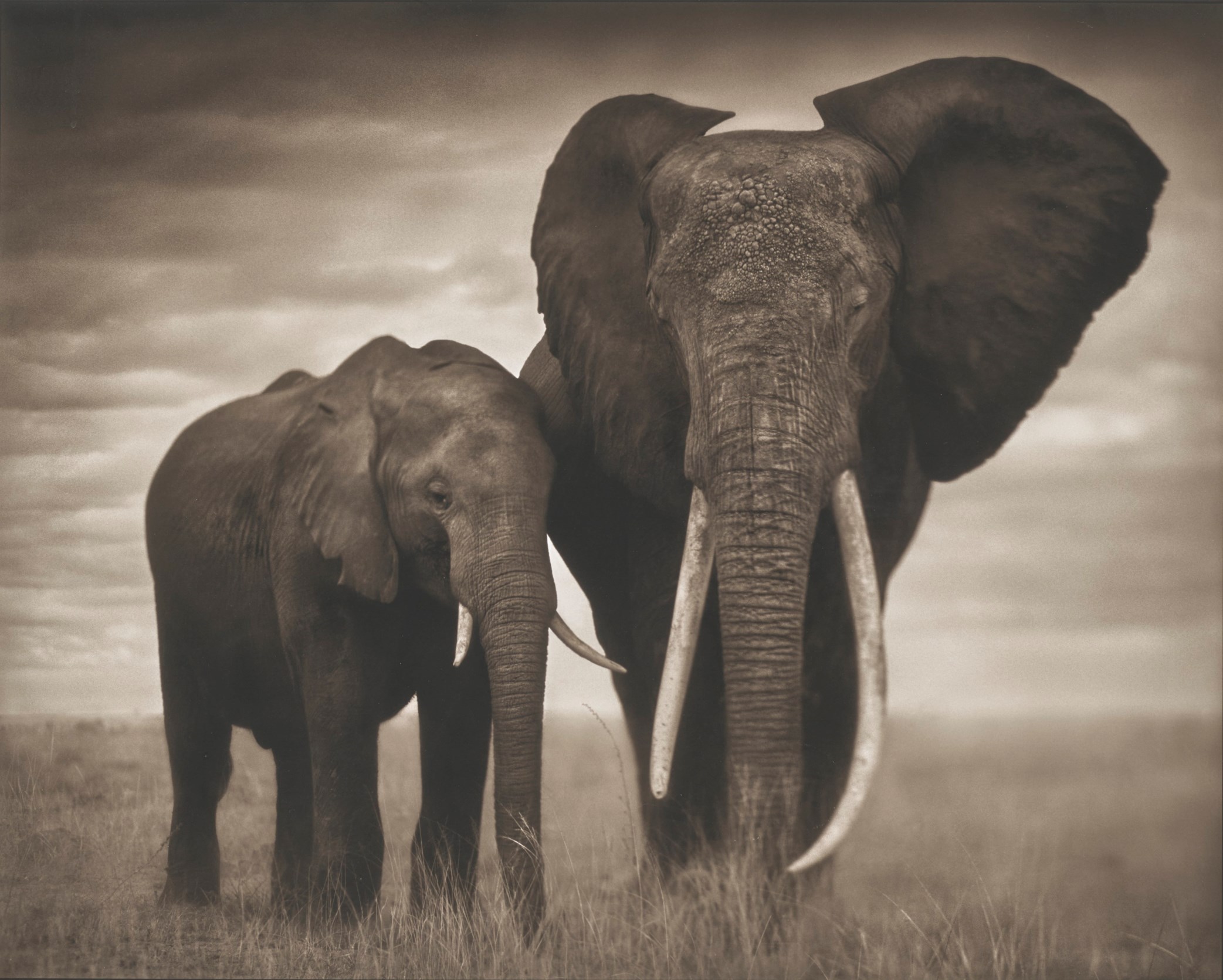 NICK BRANDT (NÉ EN 1964), Elephant with Flaring Ears, Amboseli, 2007 ...
