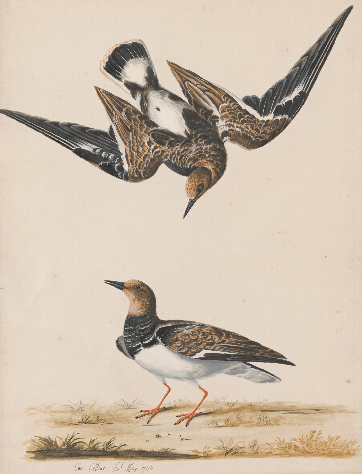 CHARLES COLLINS (DUBLIN 1680-1744 LONDON), Ruddy turnstone | Christie's