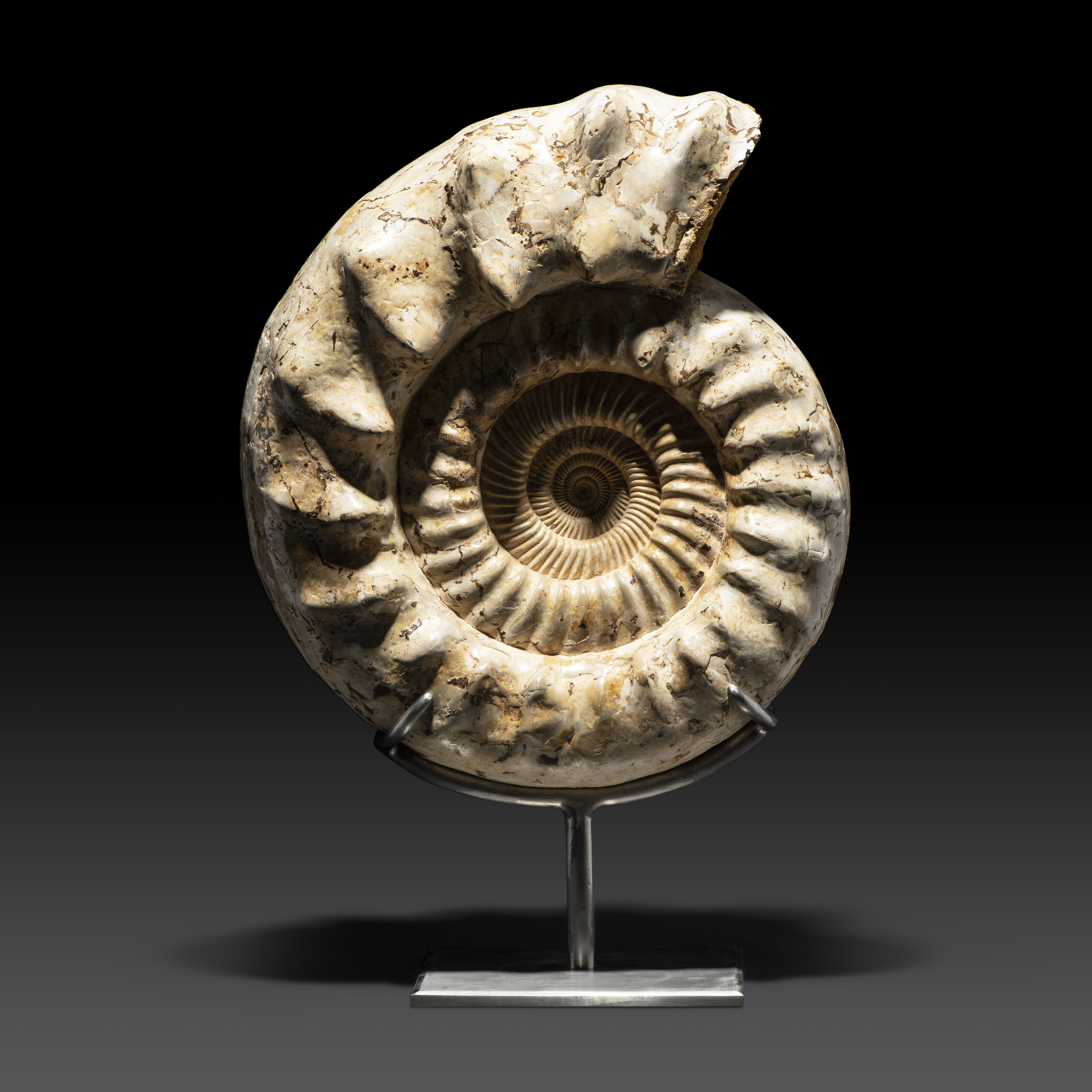 A LARGE AMMONITE, MADAGASCAR | Christie’s
