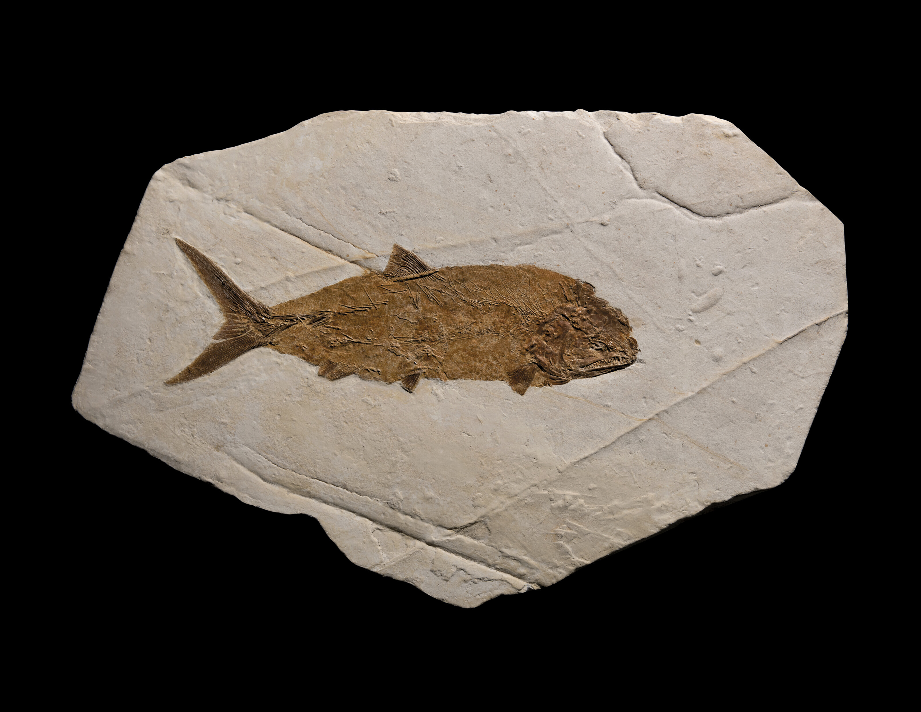 A LARGE FOSSIL FISH, SOLNHOFEN, GERMANY | Christie’s