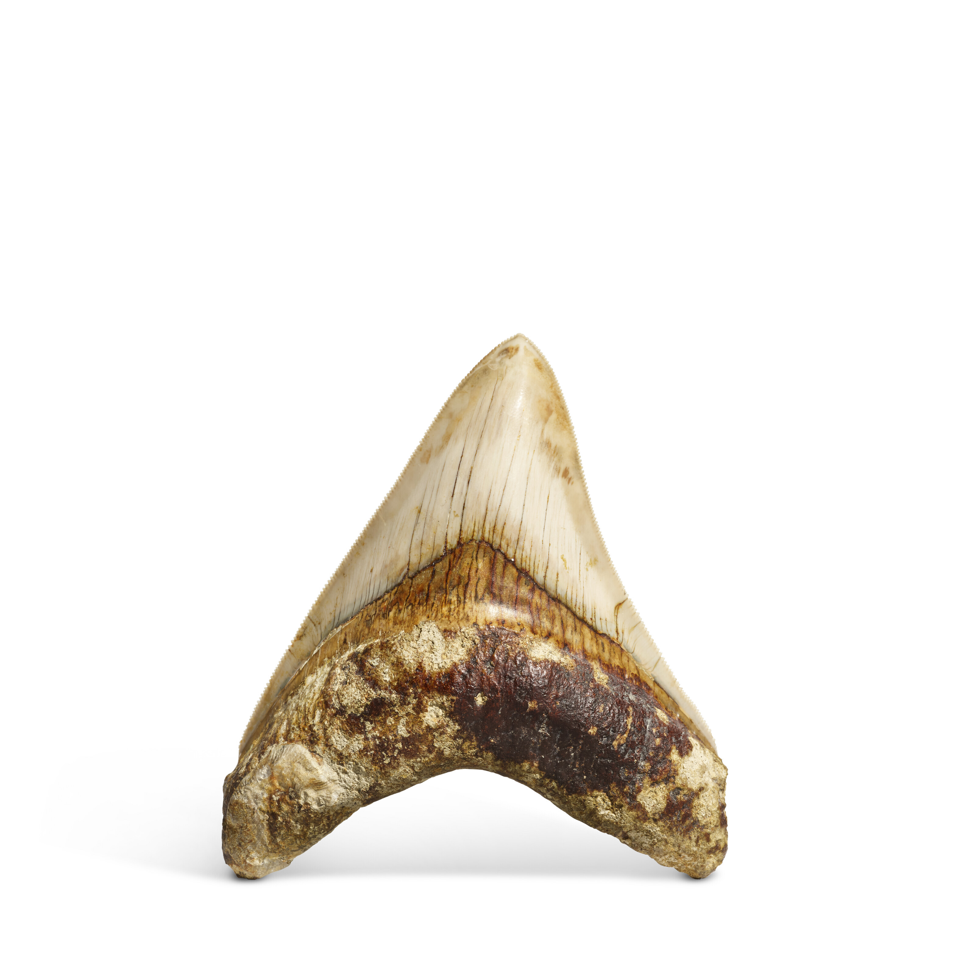 A LARGE MEGALODON TOOTH, WEST JAVA, INDONESIA | Christie’s