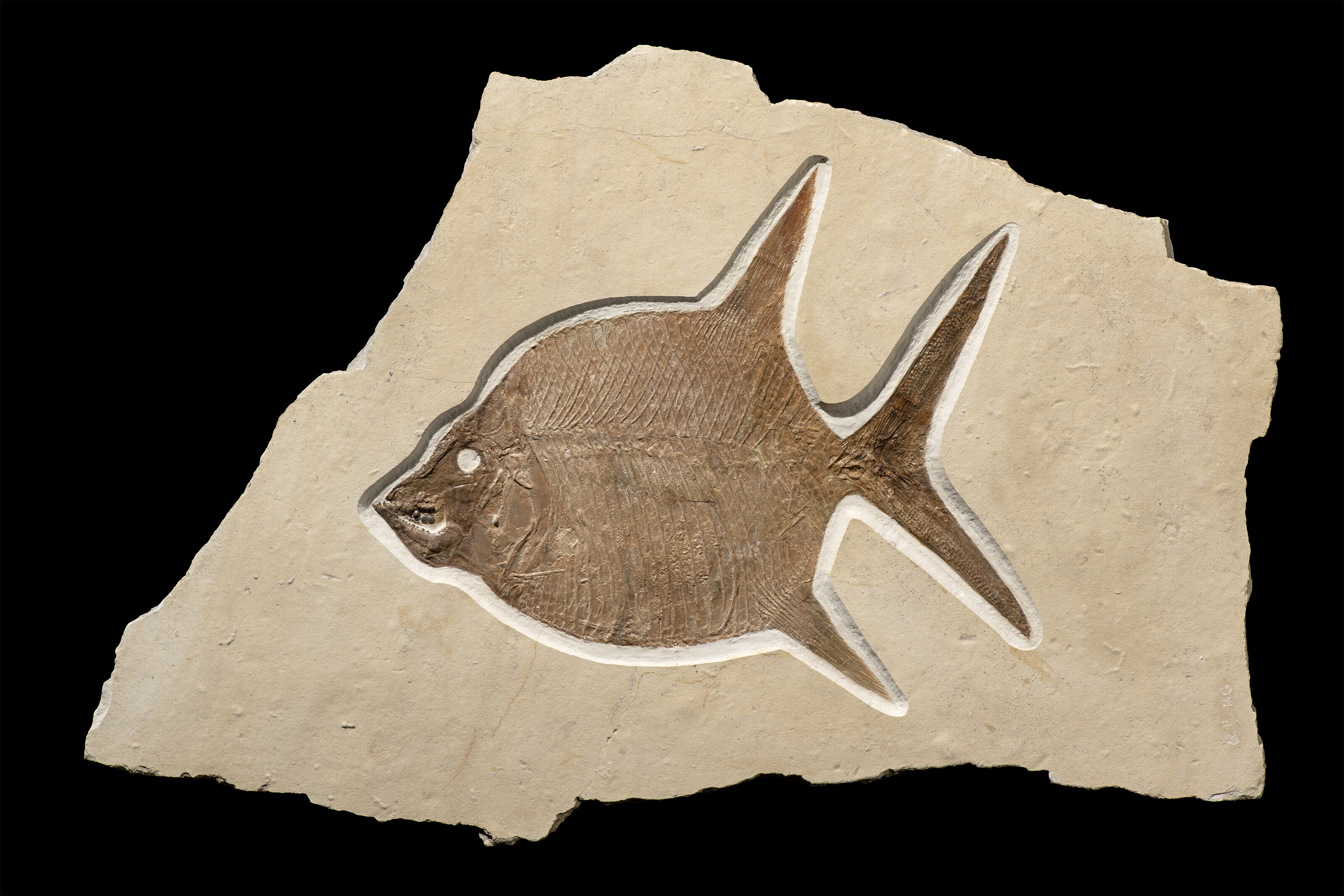 A LARGE FOSSIL MOONFISH, SOLNHOFEN, GERMANY | Christie’s