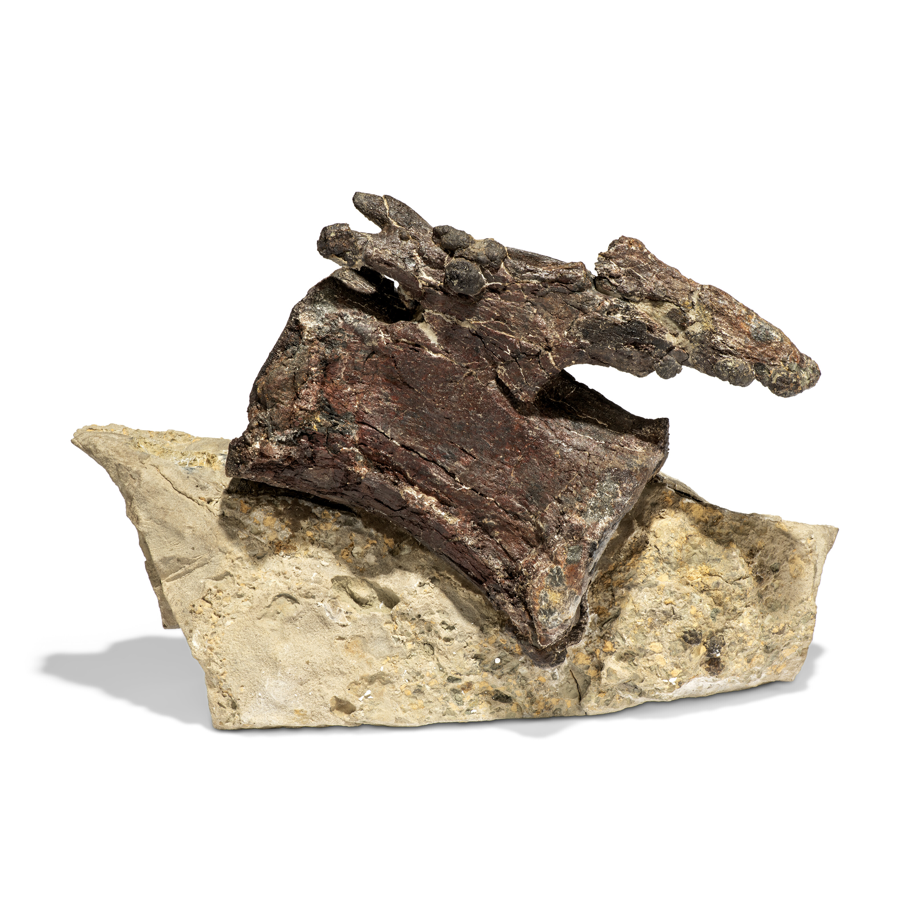 A DIPLODOCUS TAIL BONE, WYOMING, USA | Christie’s