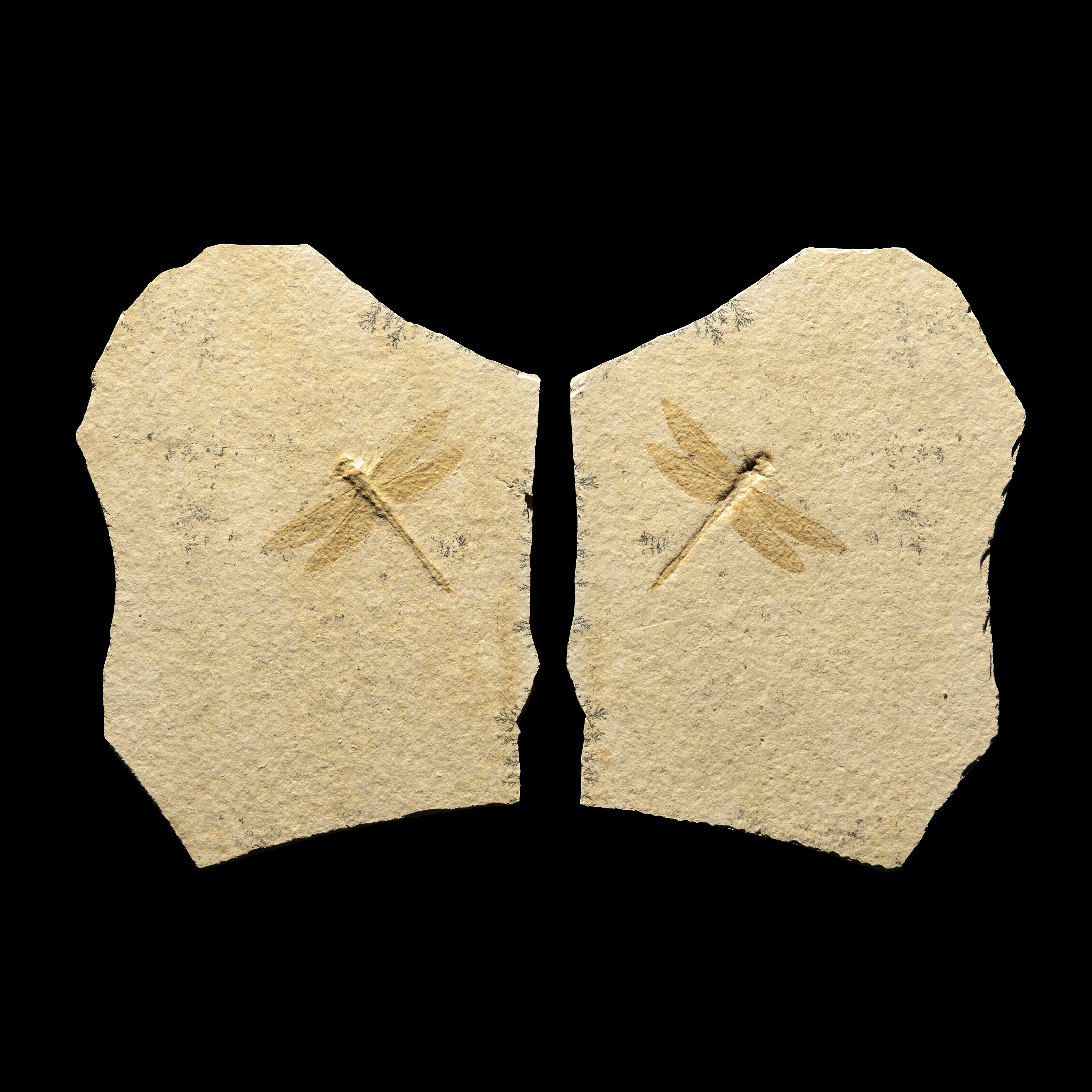 THE SLAB AND COUNTER SLAB OF A FOSSIL DRAGONFLY, SOLNHOFEN, GERMANY ...