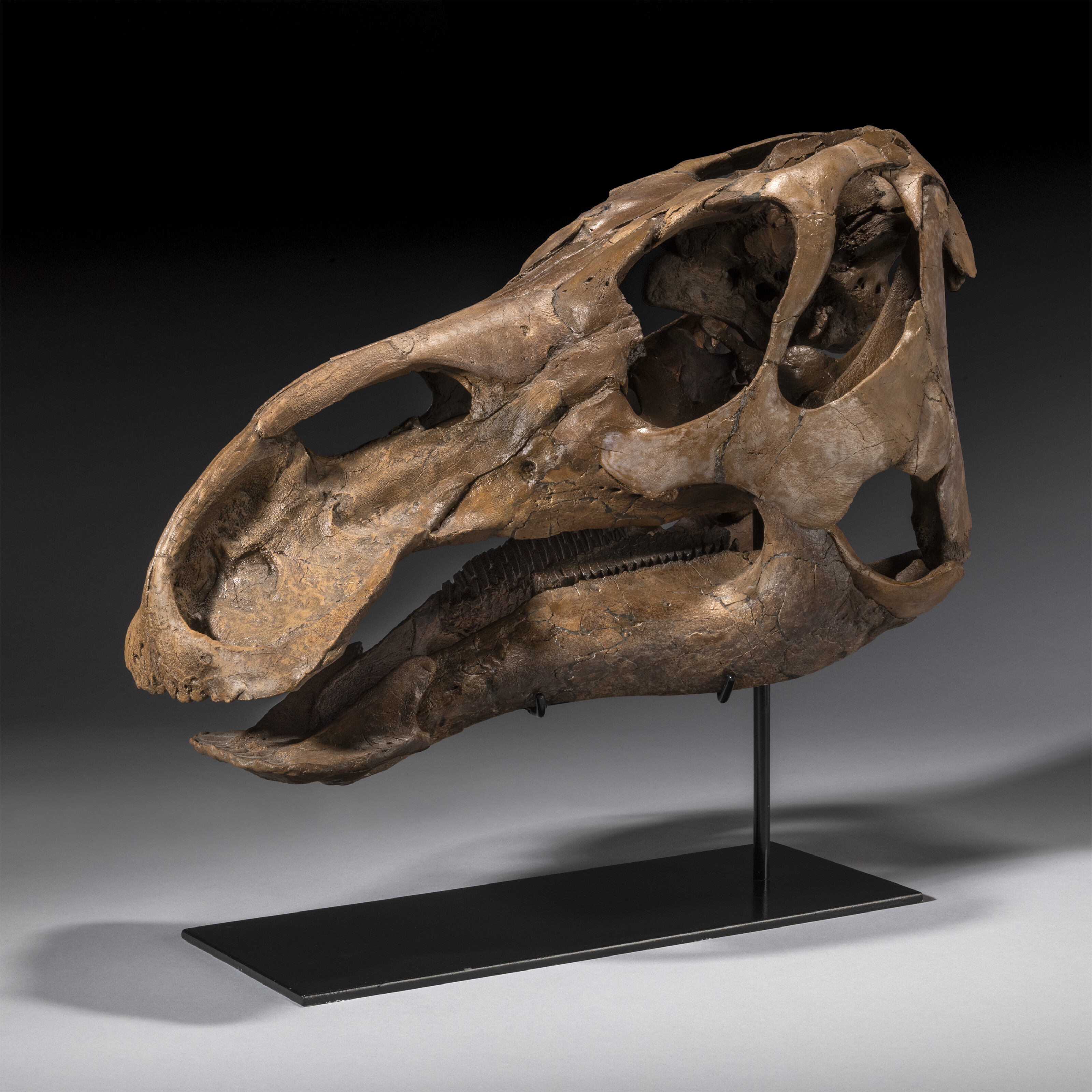 THE SKULL OF A DUCK-BILLED DINOSAUR, MONTANA, USA | Christie’s