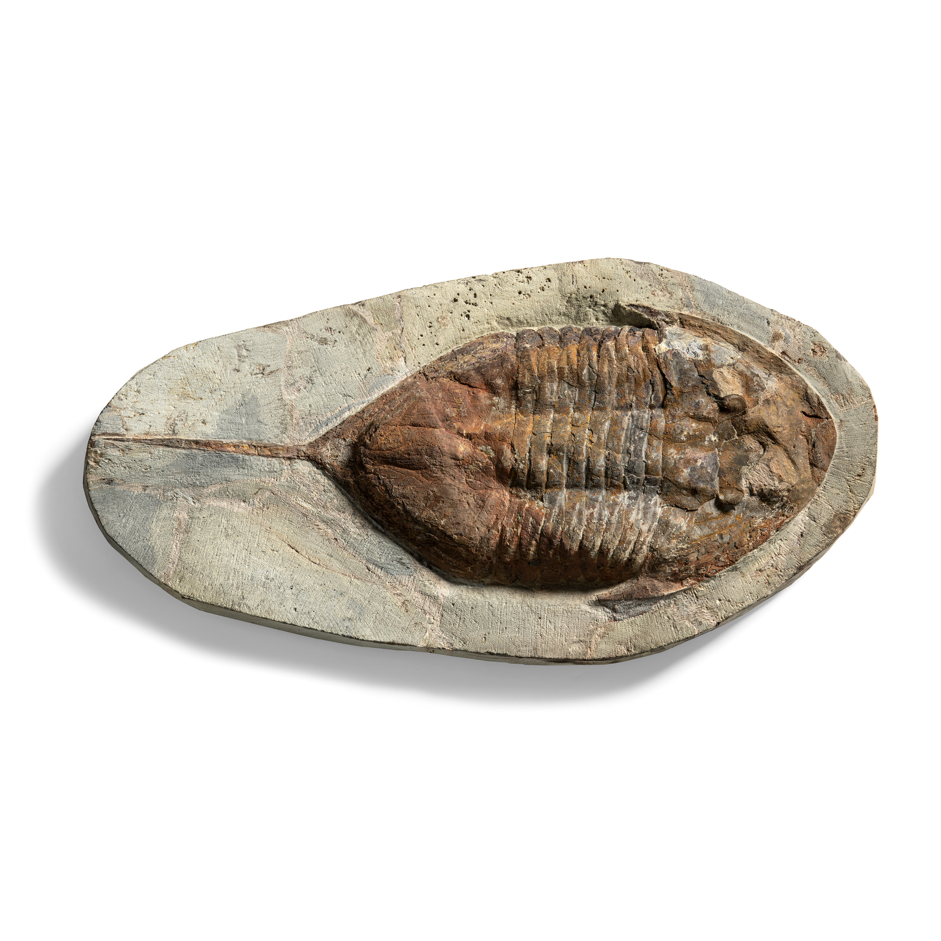 A LARGE TRILOBITE, MOROCCO | Christie’s