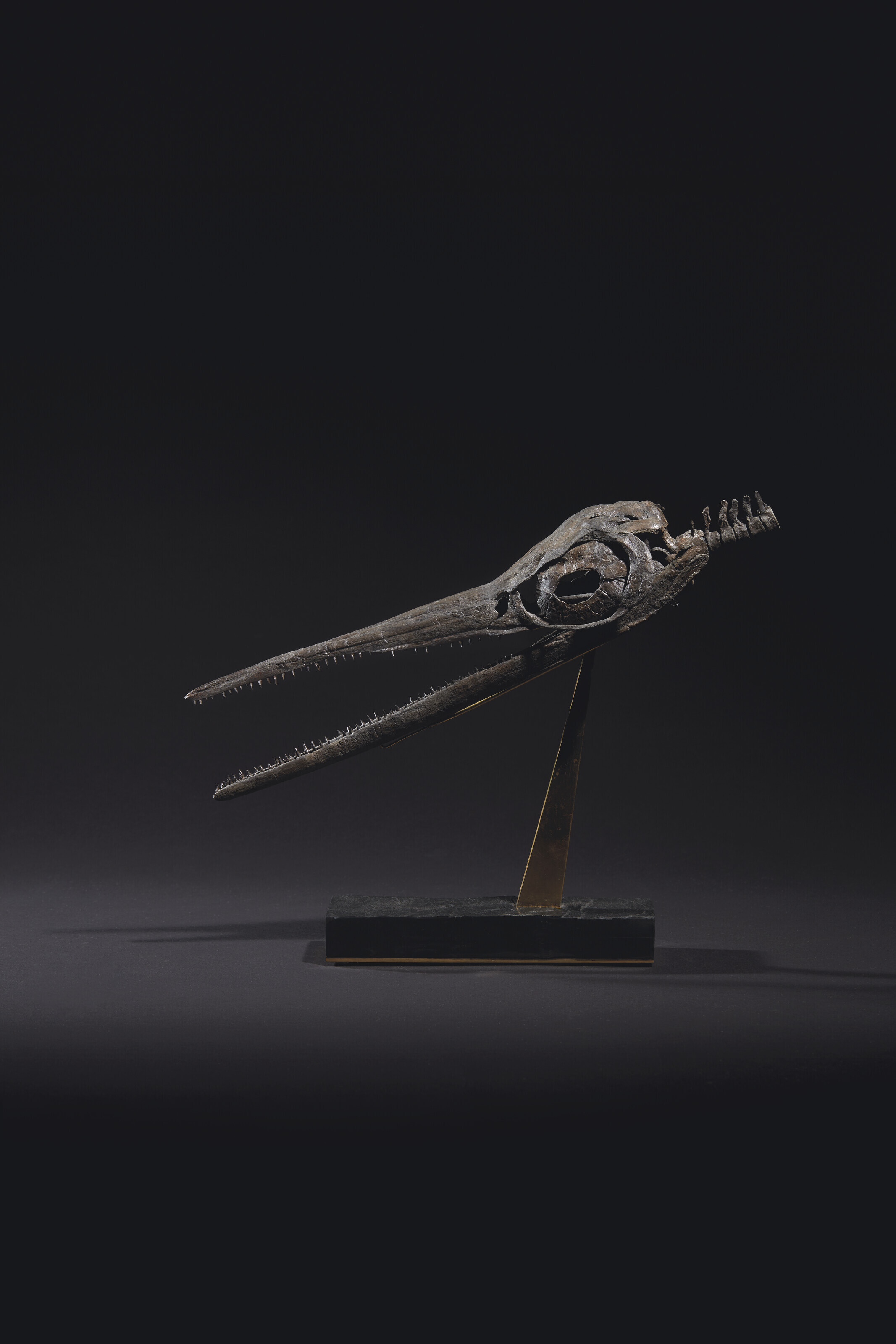 A FOSSIL ICHTHYOSAUR SKULL, HOLZMADEN, GERMANY | Christie’s