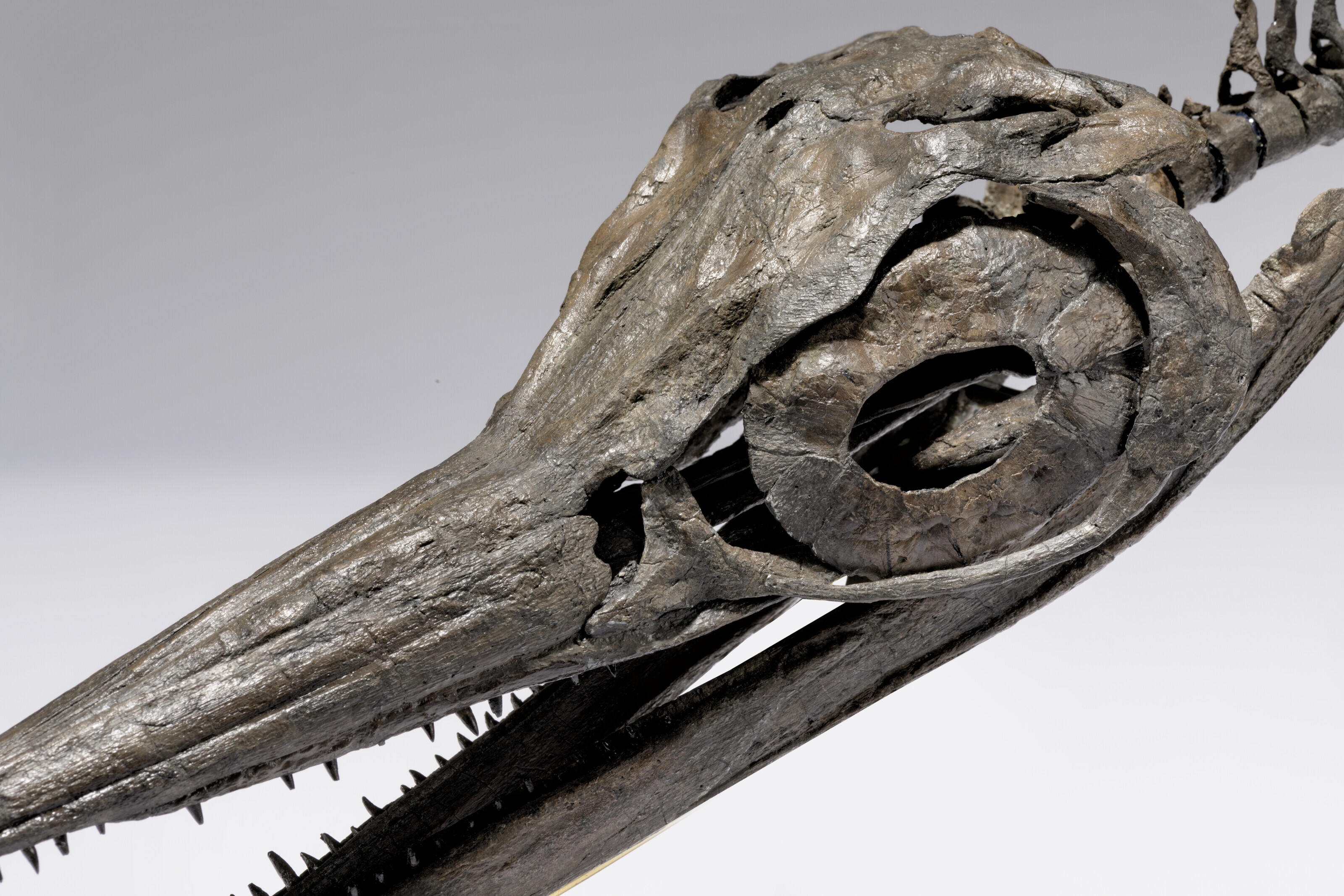 ichthyosaur skeleton