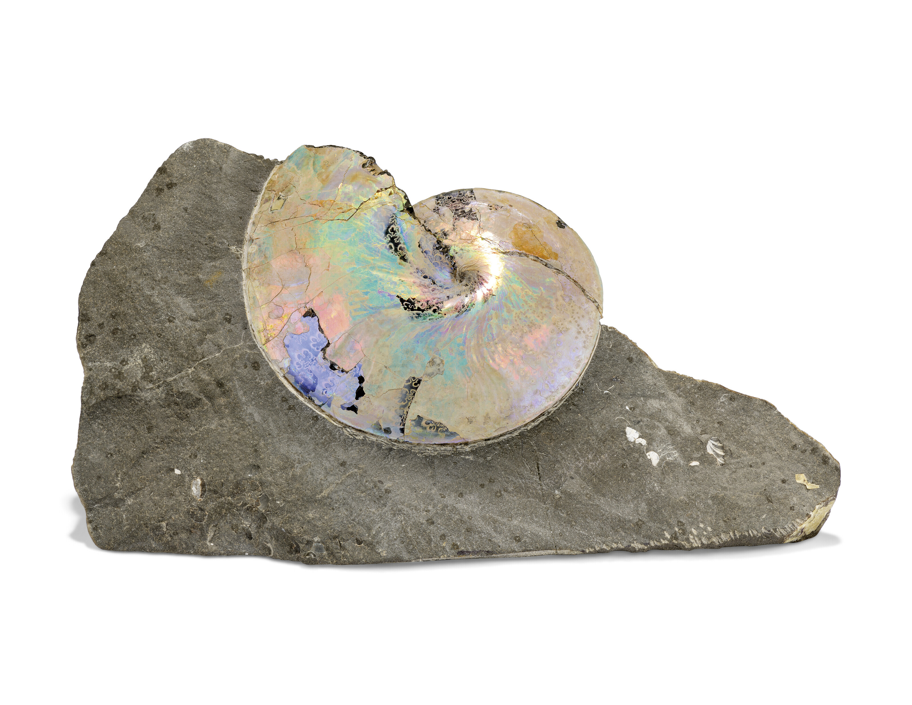 AN AMMONITE WITH SHELL, SOUTH DAKOTA, USA | Christie’s
